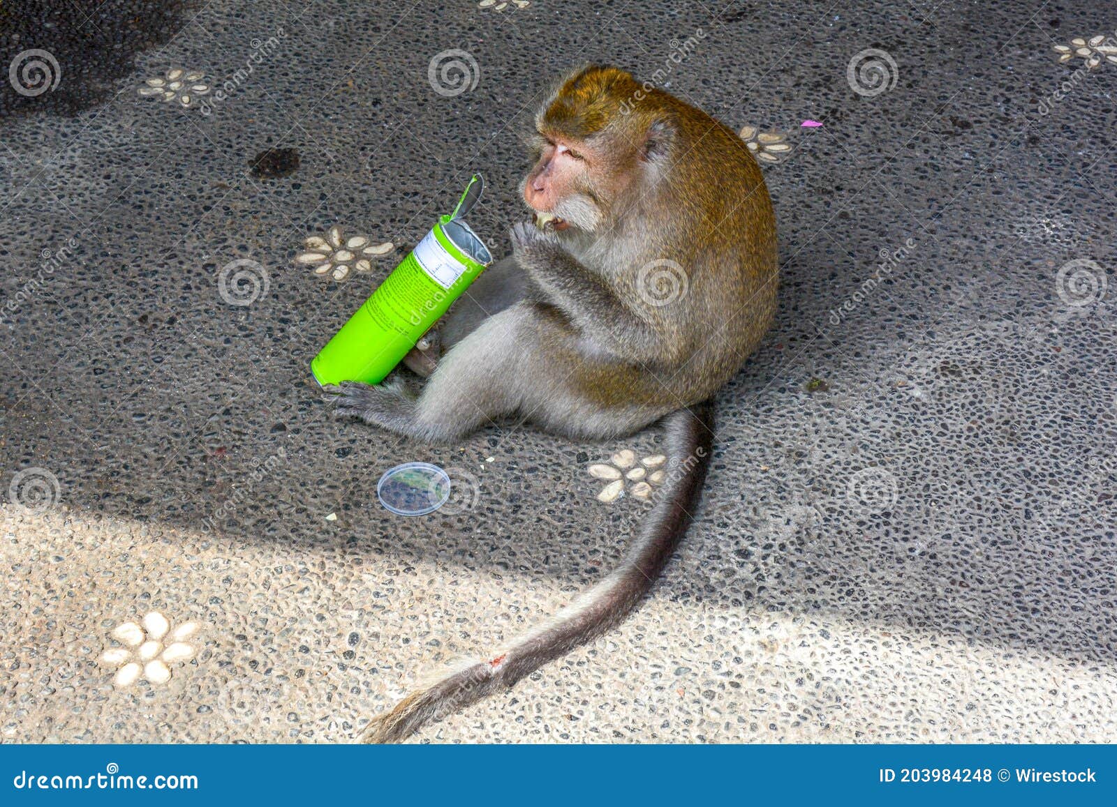 High Angle Shot of Monkey Eating Chips on a Concrete Surface Stock ...