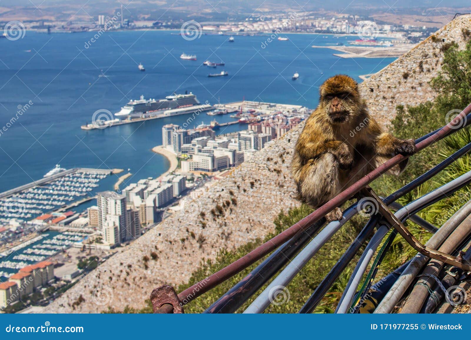 High Angle Shot of a Monkey Hanging Out in the City at the Beach in ...