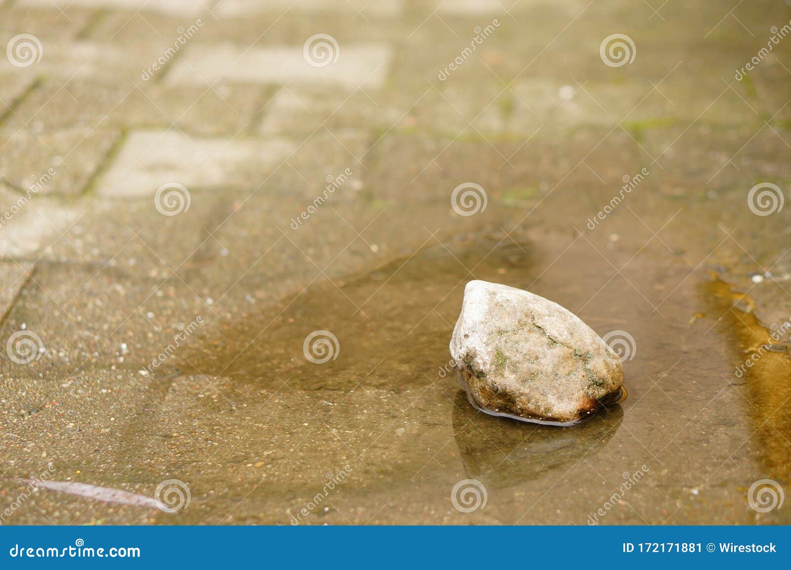 High Angle Shot of a Piece of White Rock on the Ground Stock Image ...