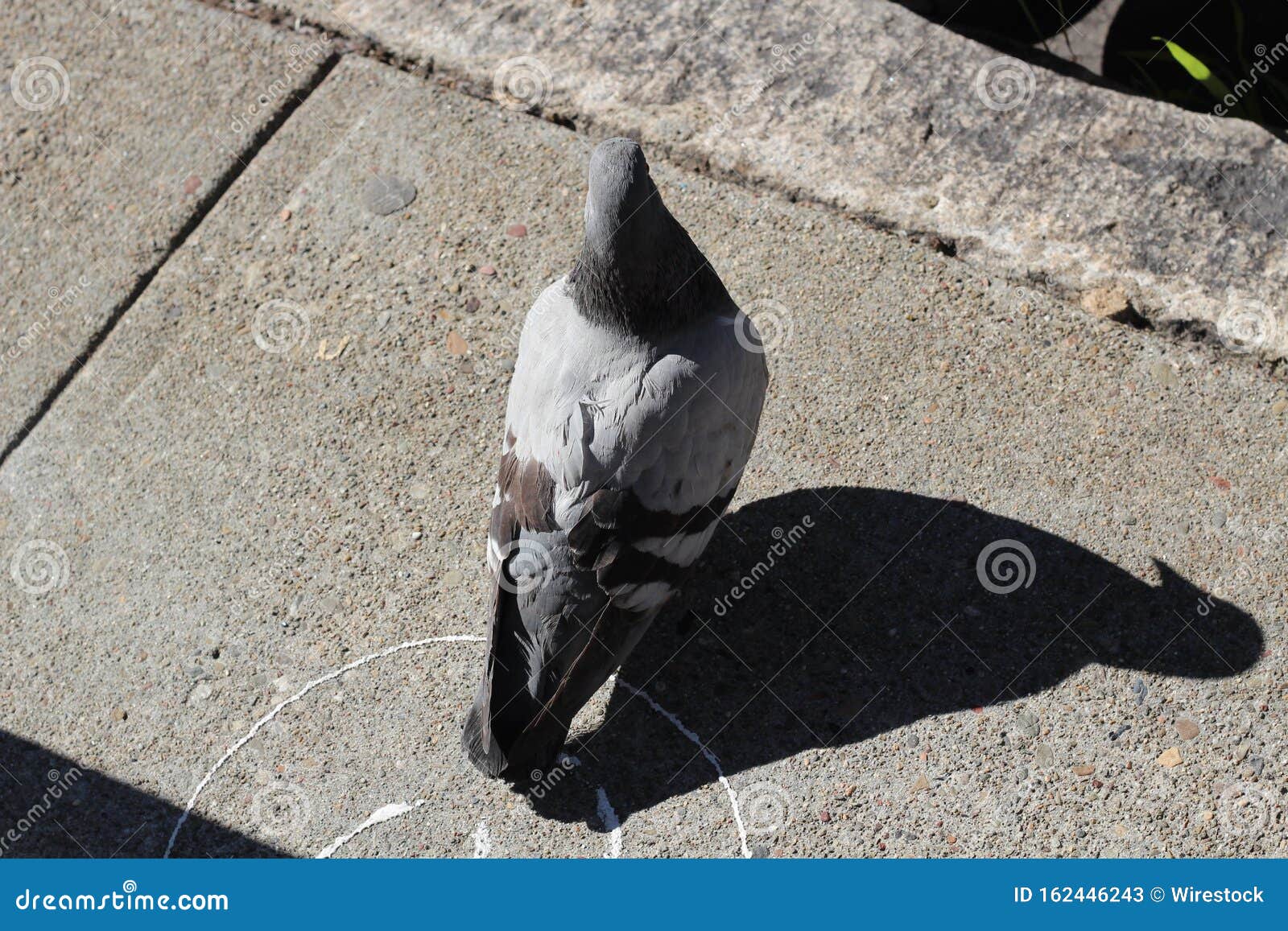 High Angle Shot of a Pigeon and Its Shadow on the Ground Stock Image ...