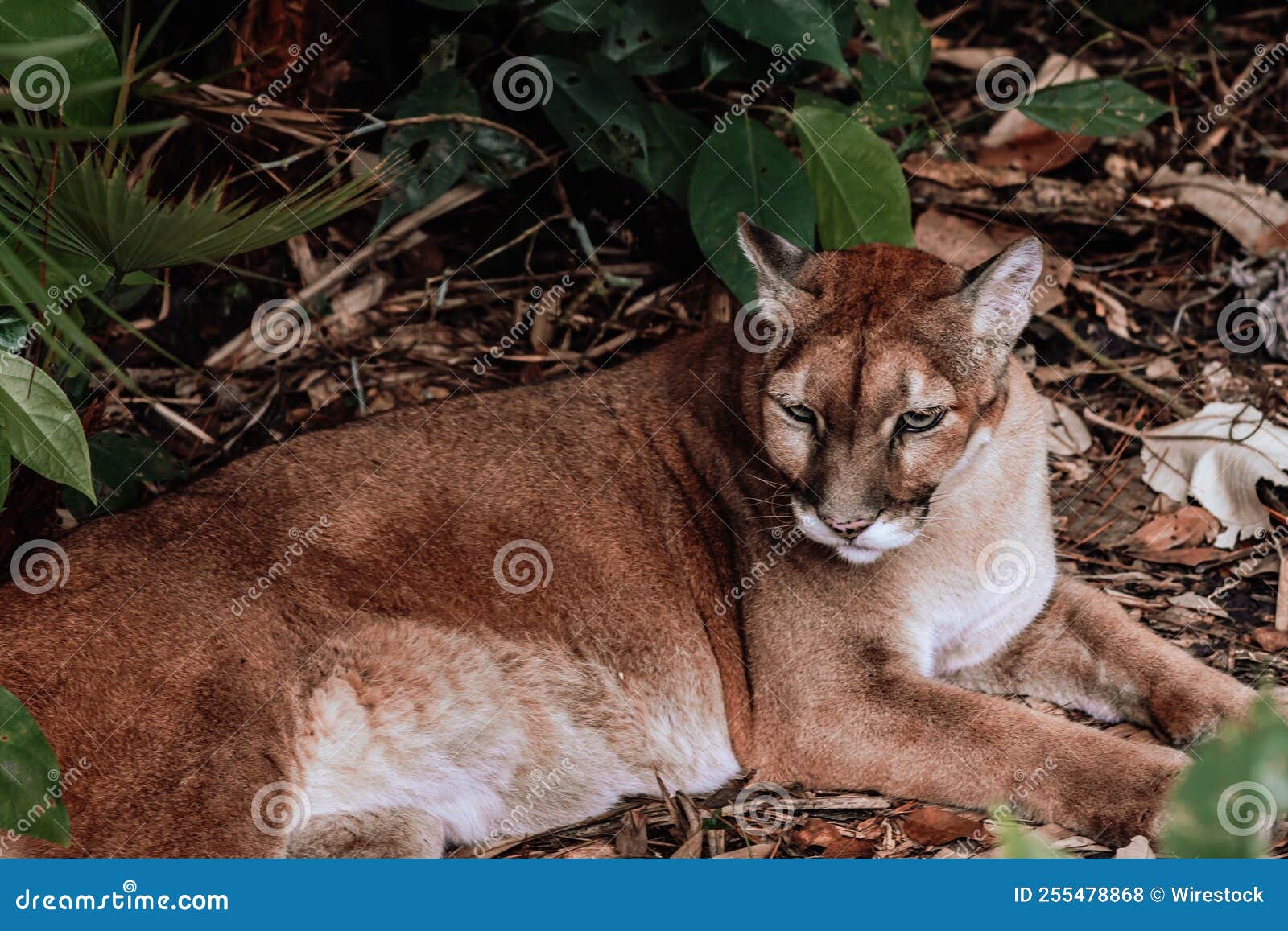 High-angle Shot of a Puma Sitting on the Yellowing Leaves and Looking ...