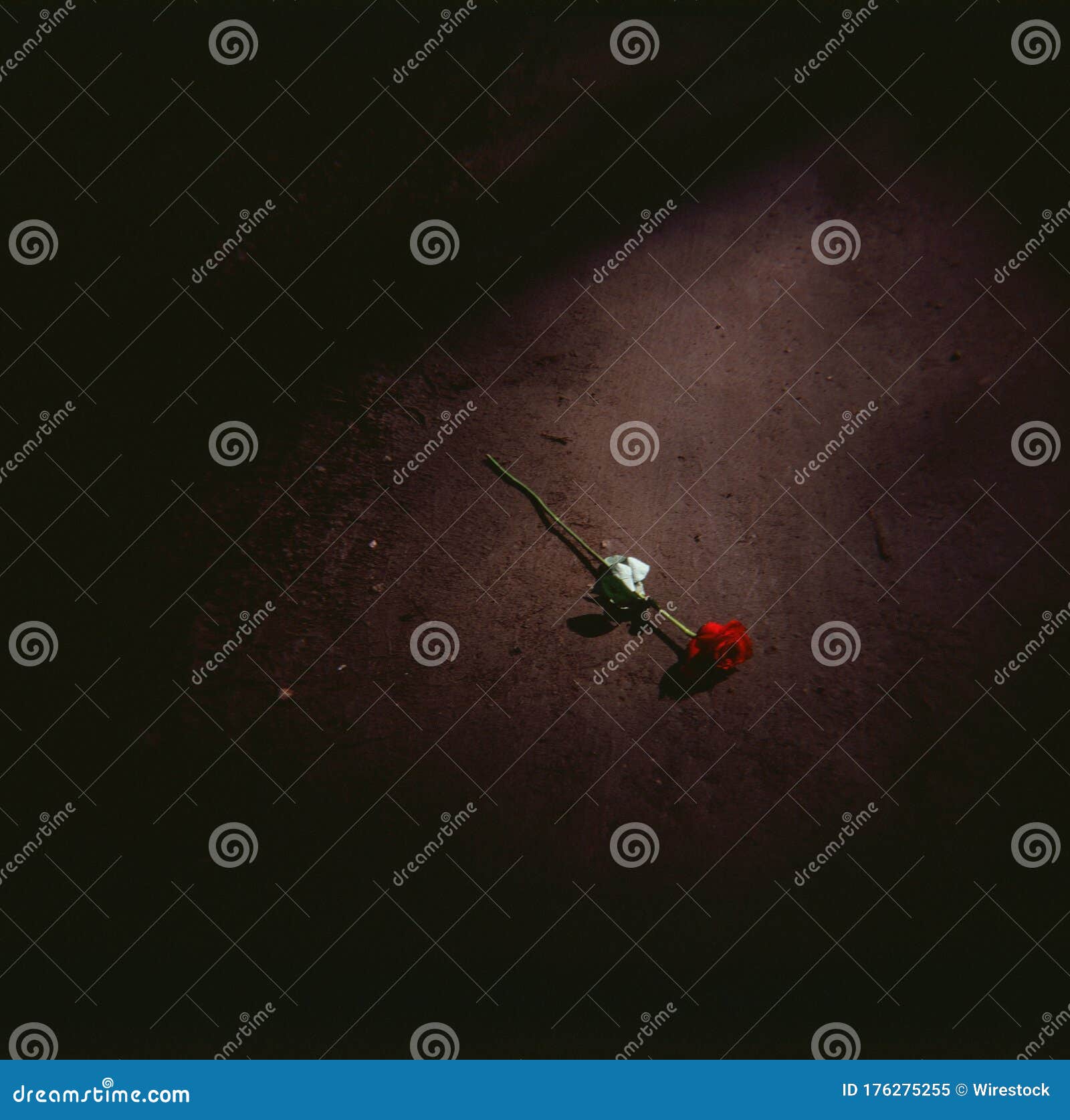 High Angle Shot of a Red Rose on the Ground at Night Stock Image ...