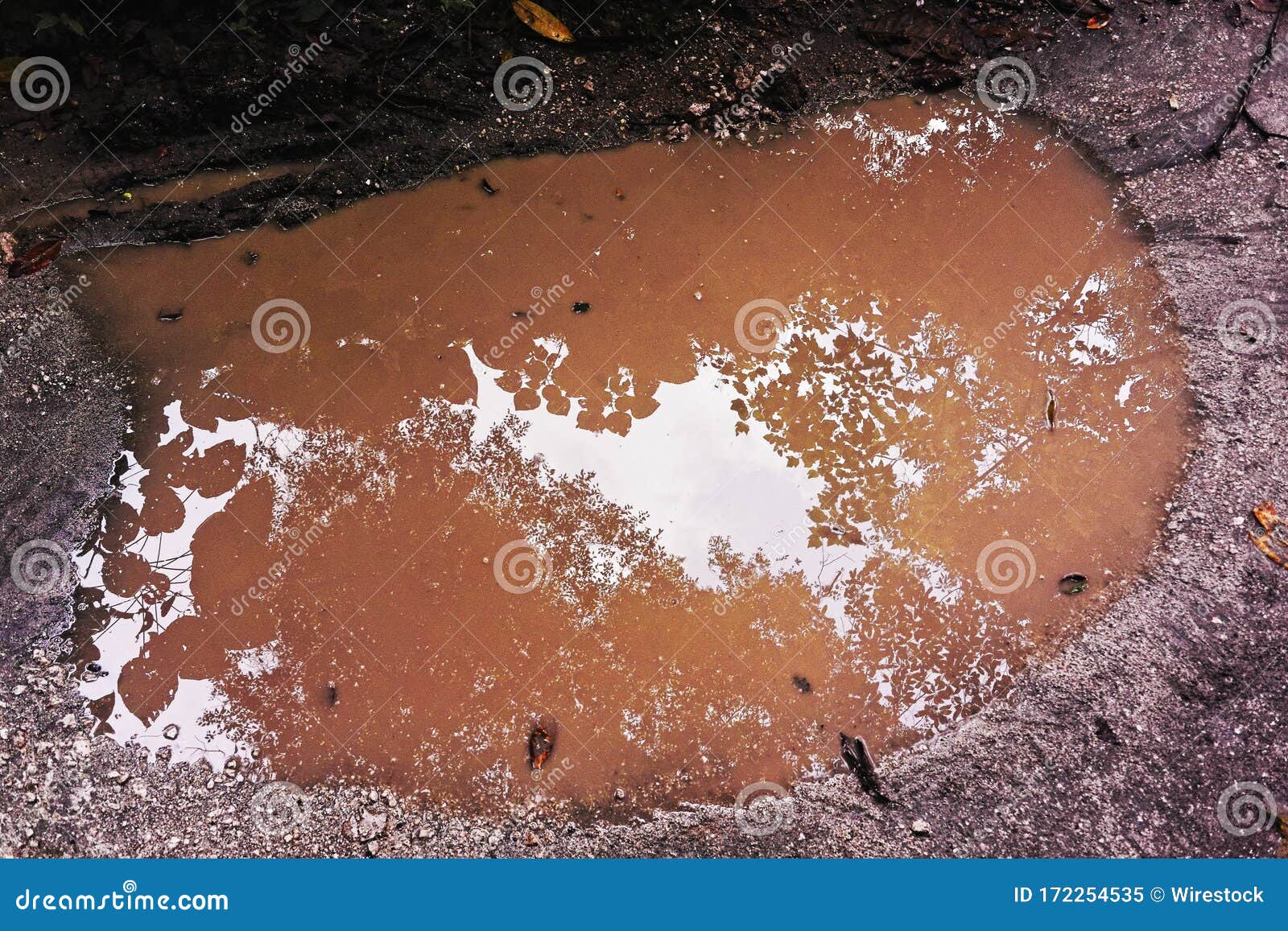 High Angle Shot of the Reflection of Trees on Mud Water in the Woods ...