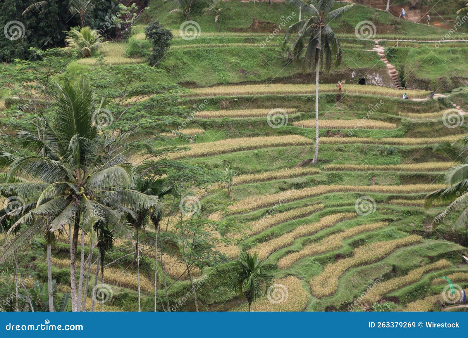 High Angle Shot of Rice Plantations on a Hill with Palm Trees Stock ...
