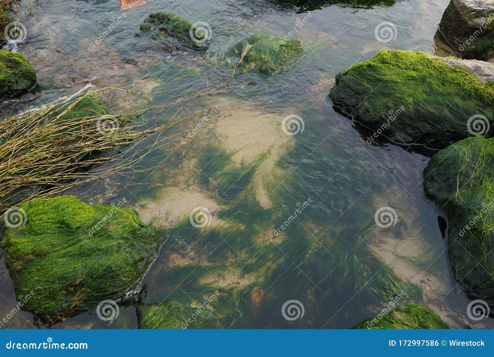 High Angle Shot of Rocks Covered with Water Moss in the River Stock ...