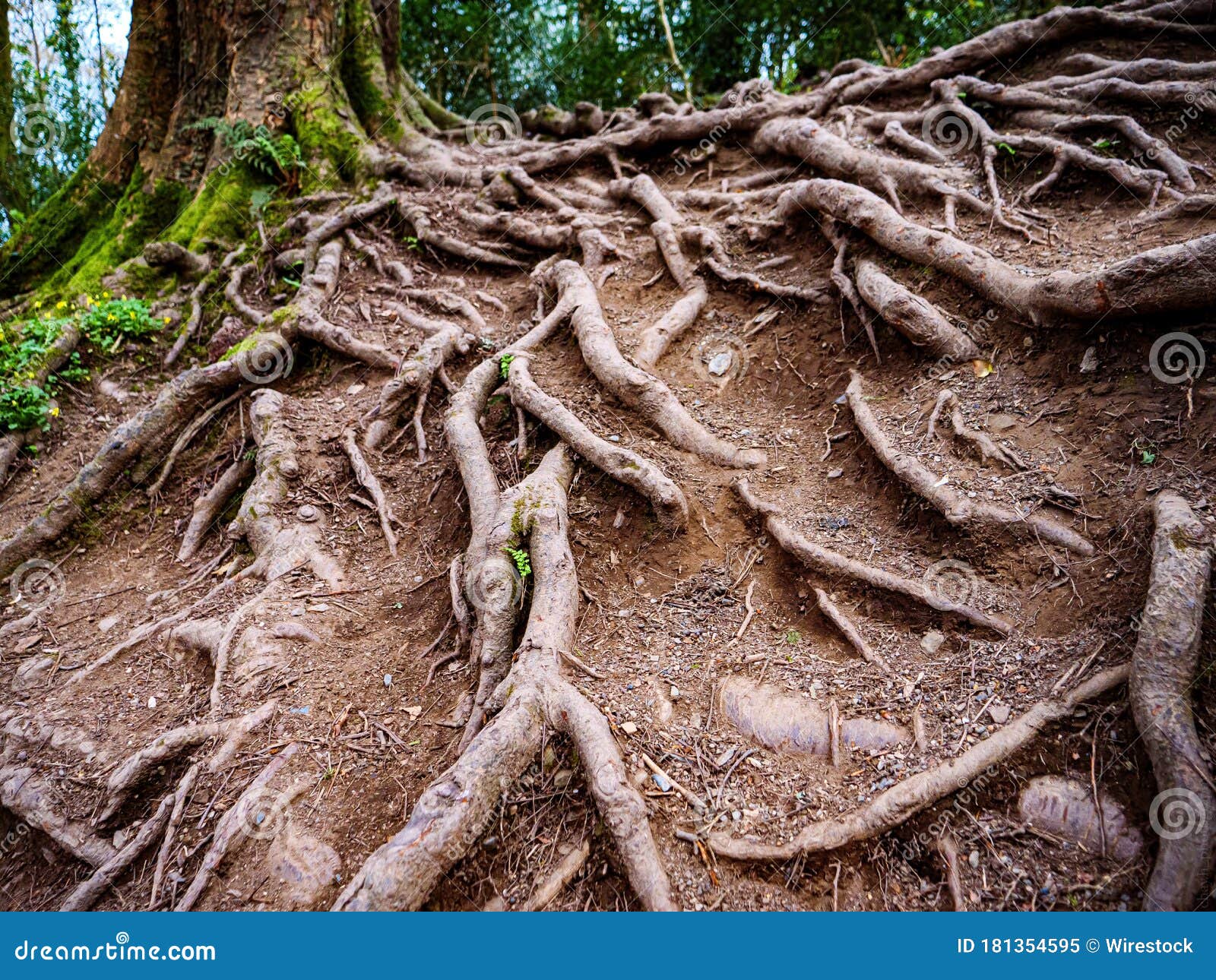High Angle Shot of the Roots of the Trees in the Forest Stock Image ...