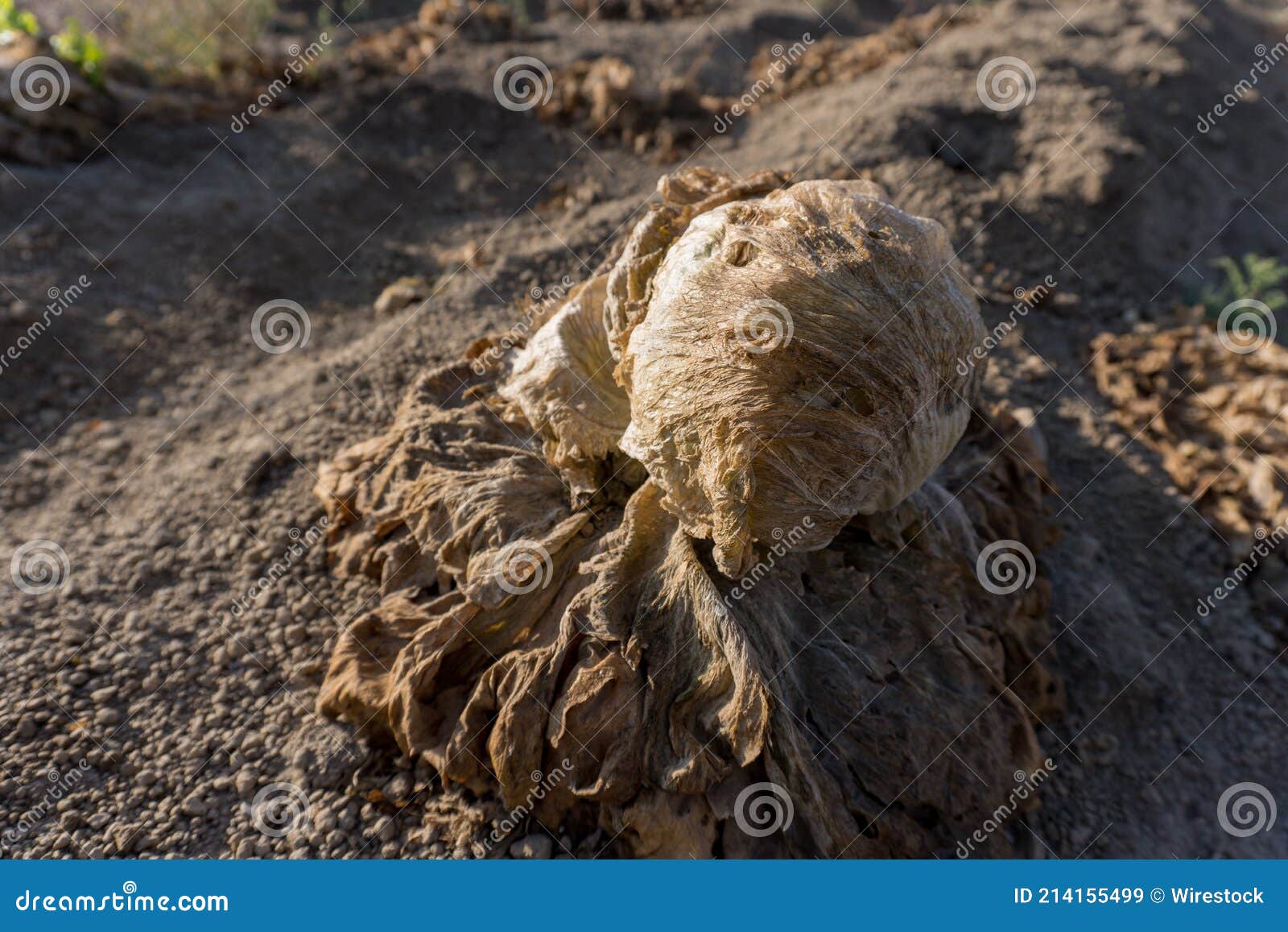 High Angle Shot of Rotten Lettuce on a Farm Stock Image - Image of soil ...