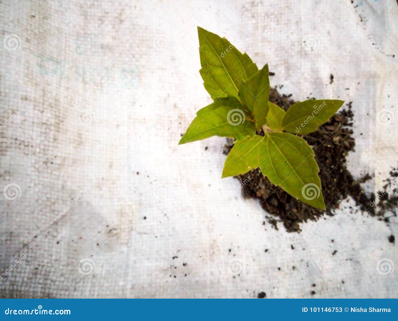 Sapling plant stock image. Image of seedling, green - 101146753