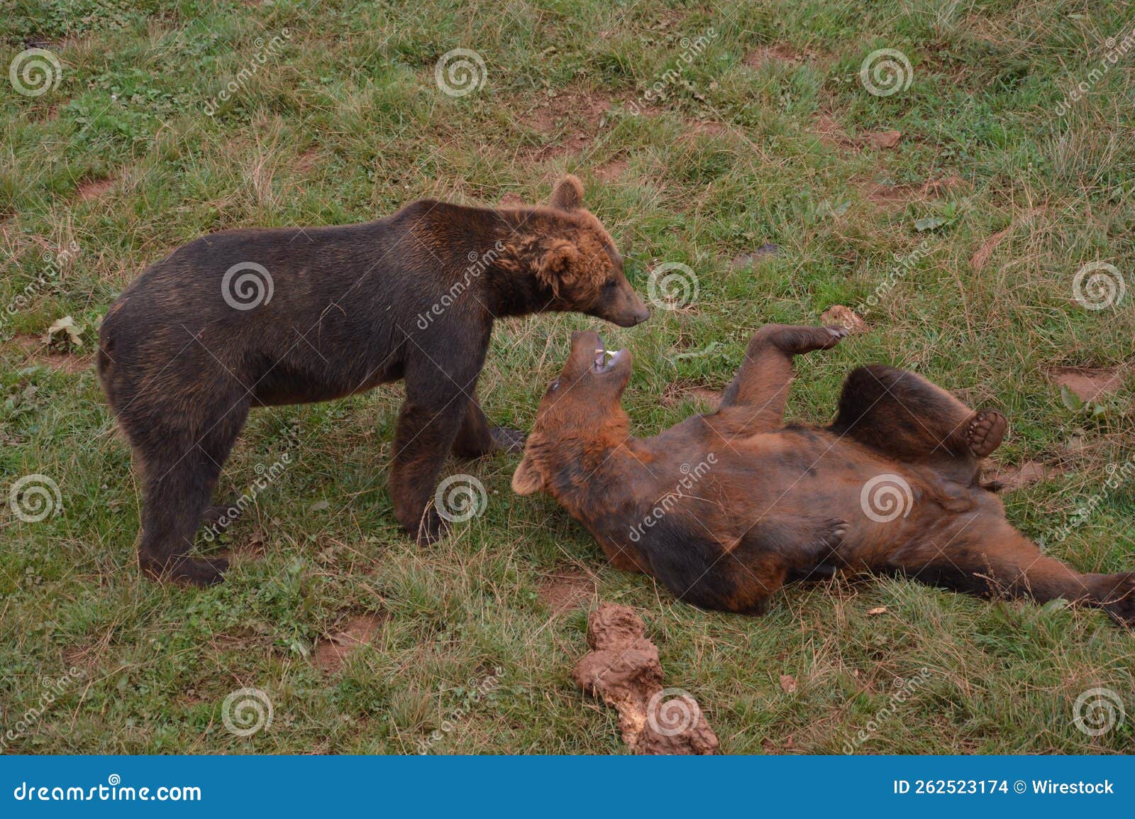 High Angle Shot of a Scene of Two Bears Playing with Each Other on the ...