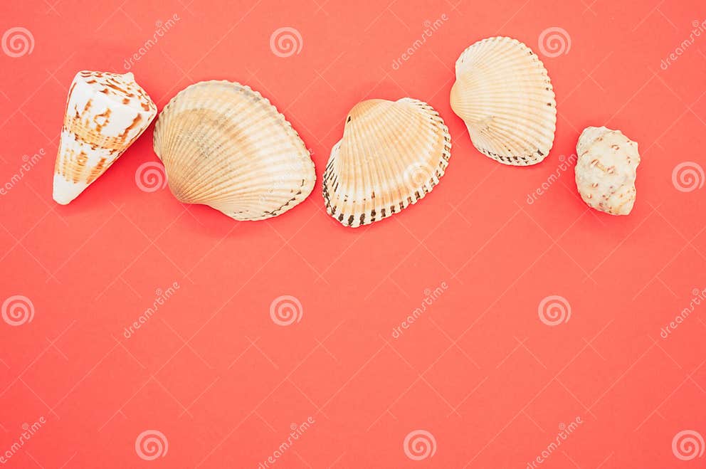 High Angle Shot of Seashells on a Red Surface Stock Photo - Image of ...