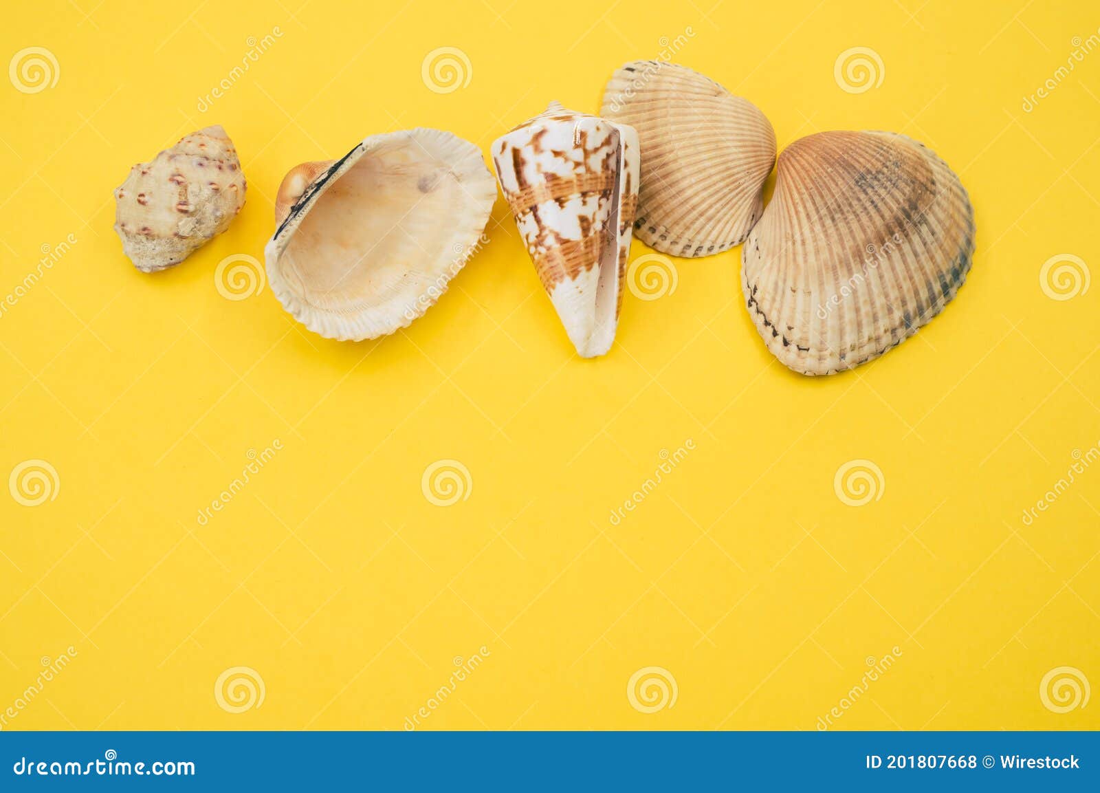 High Angle Shot of Seashells on a Yellow Surface Stock Photo - Image of ...