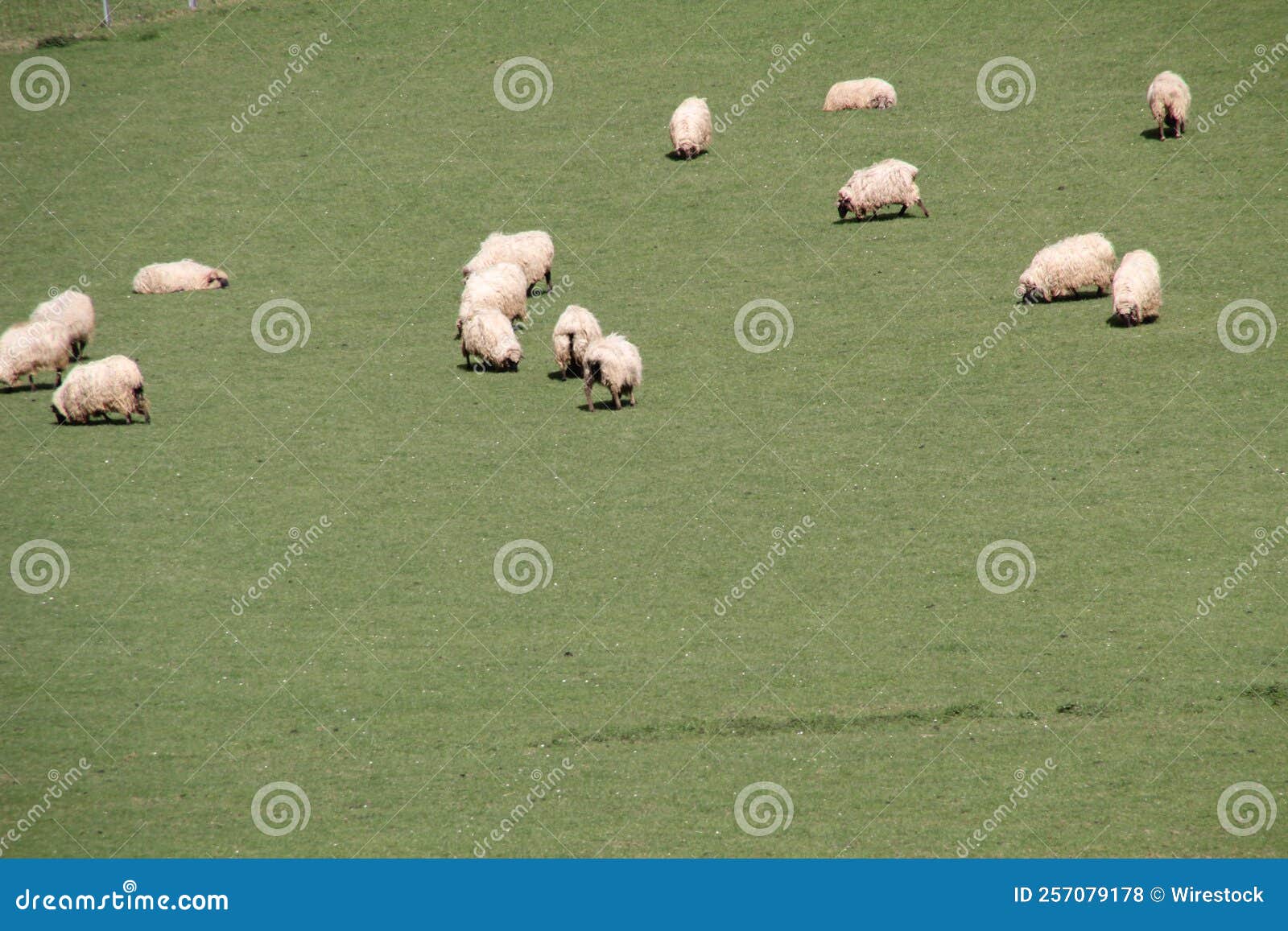 High Angle Shot of Sheep in a Field Stock Photo - Image of domestic ...