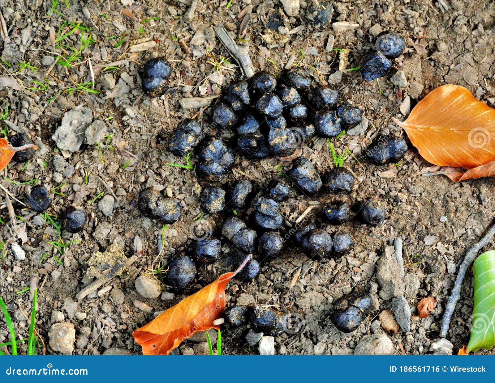 High Angle Shot of Sheep Poop Stock Photo - Image of agriculture ...