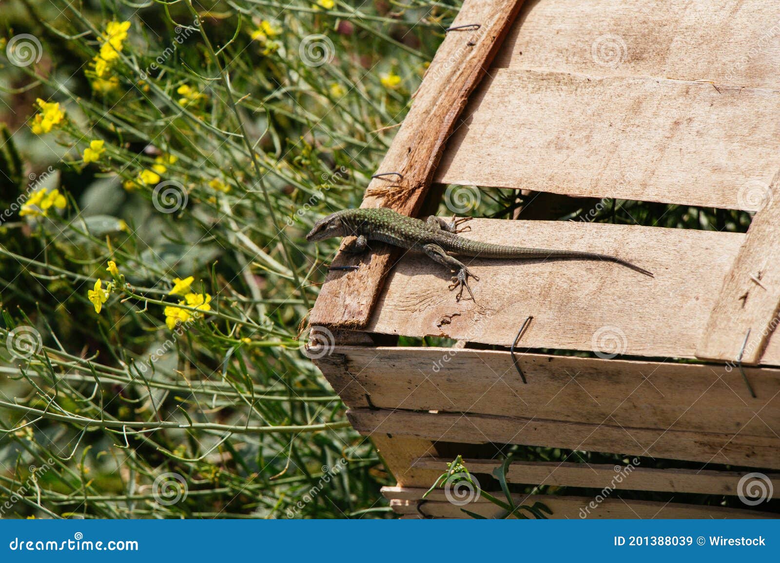 High Angle Shot of a Small Lizard on a Wooden Box Stock Image - Image ...