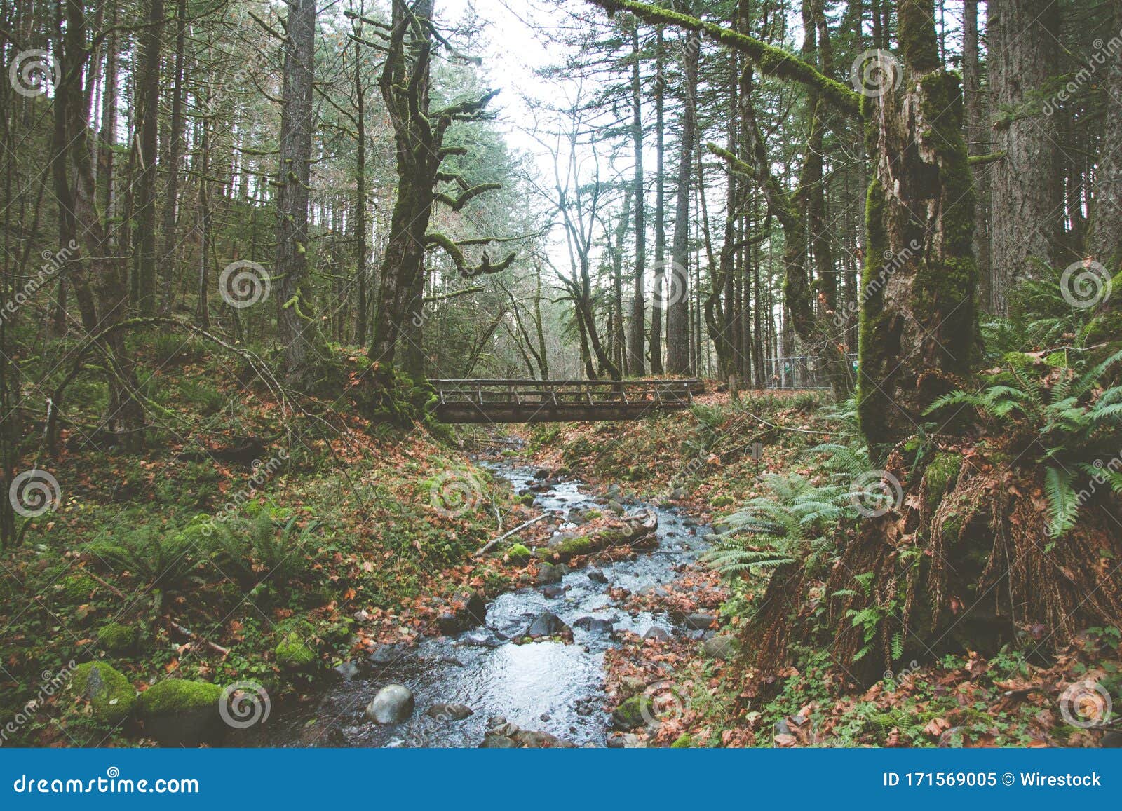 High Angle Shot of a Small Ravine in the Forest with Mossy Trees Stock ...