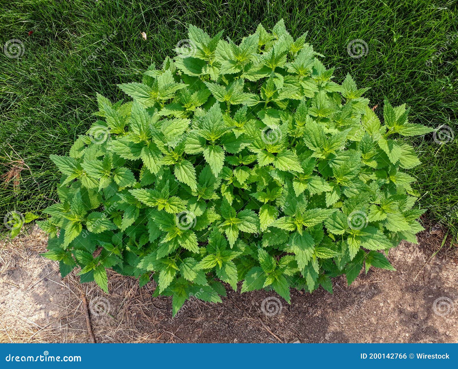High Angle Shot of a Stinging Nettle Bush in a Field Under the Sunlight ...