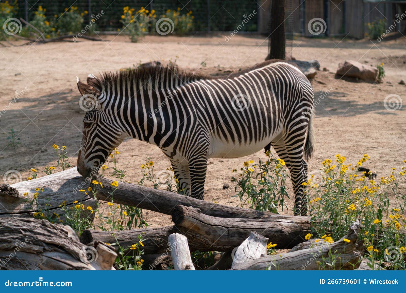 High Angle Shot of a Striped Zebra in a Zoo Habitat Stock Image - Image ...