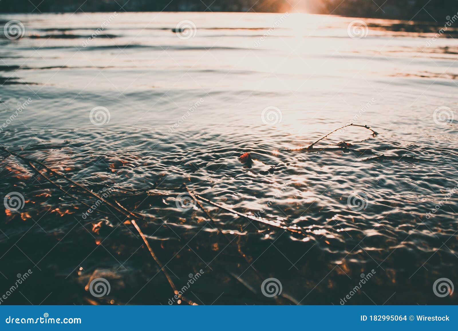 High Angle Shot of Thin Branches Floating on the Surface of the Water ...