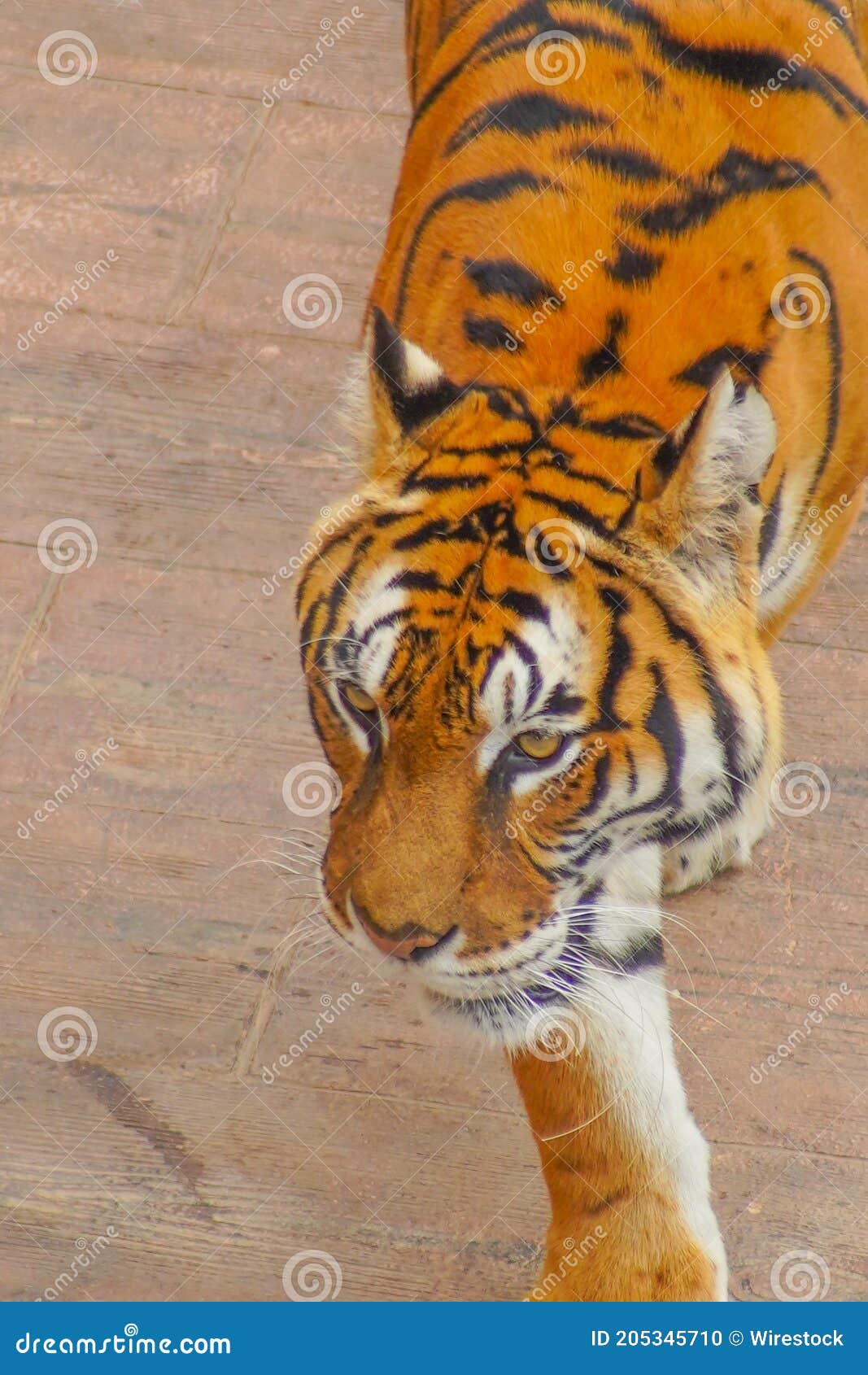 High Angle Shot of a Tiger Walking on the Zoo Stock Photo - Image of ...