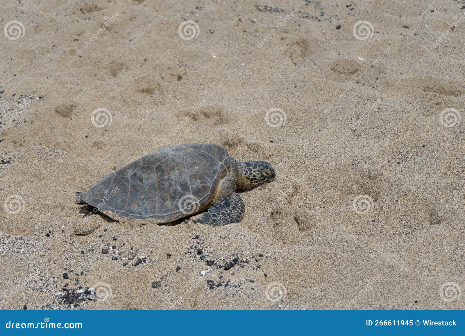 High Angle Shot of a Tortoise Crawling Around on a Sandy Seashore Stock ...