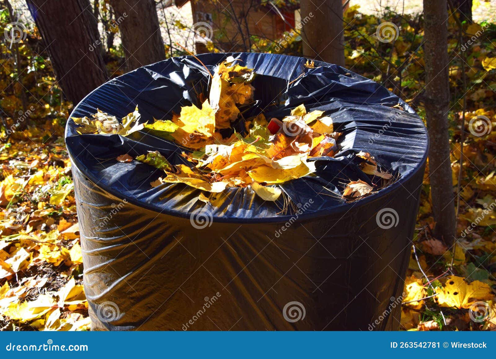 High-angle Shot of a Trash Bin with Yellow Fallen Leaves in it and Tree ...
