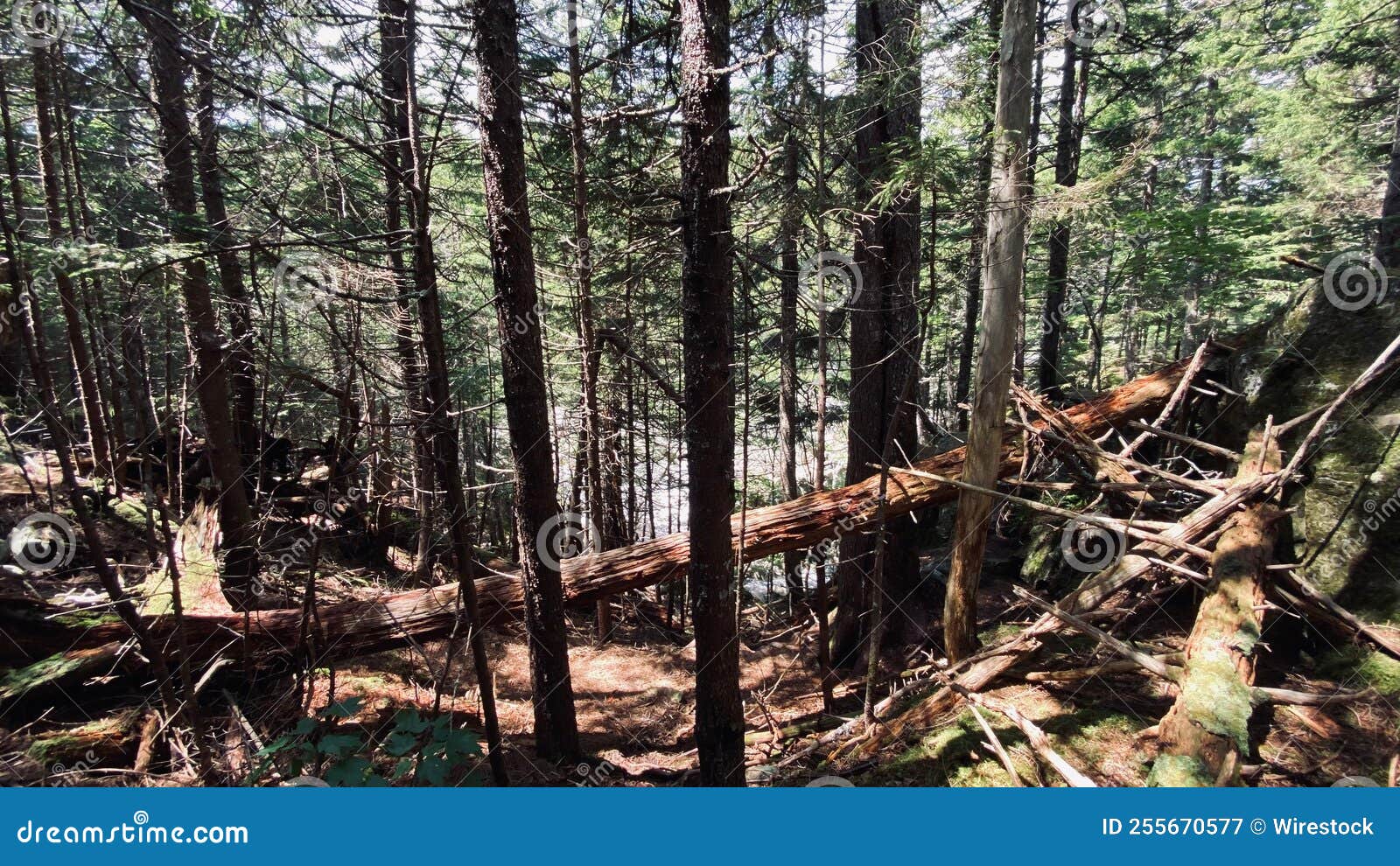 High-angle Shot of Trees and Logs on a Sloping Ground of a Forest Stock ...