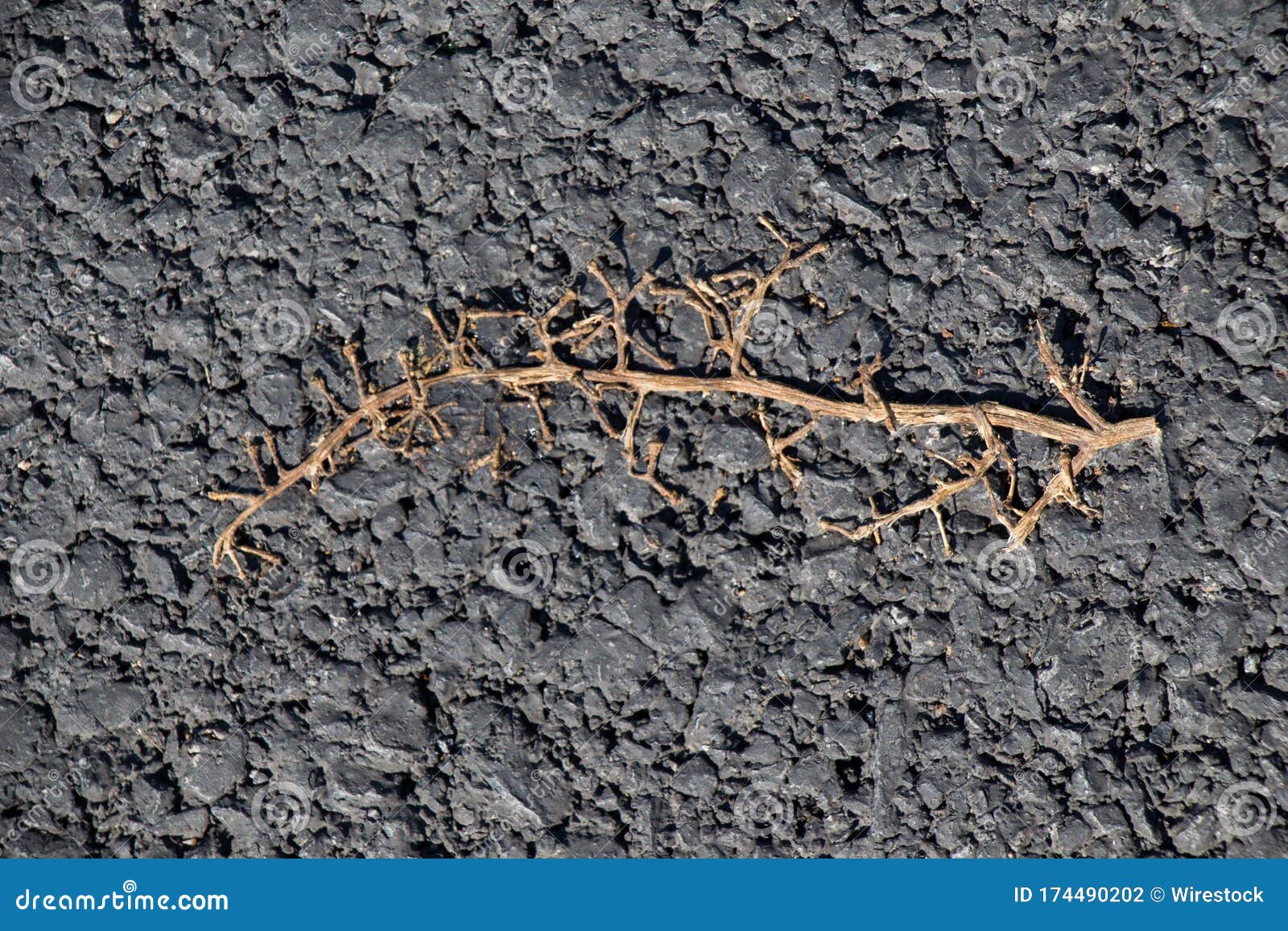 High Angle Shot of a Twig on a Rough Surface Ground Stock Photo - Image ...