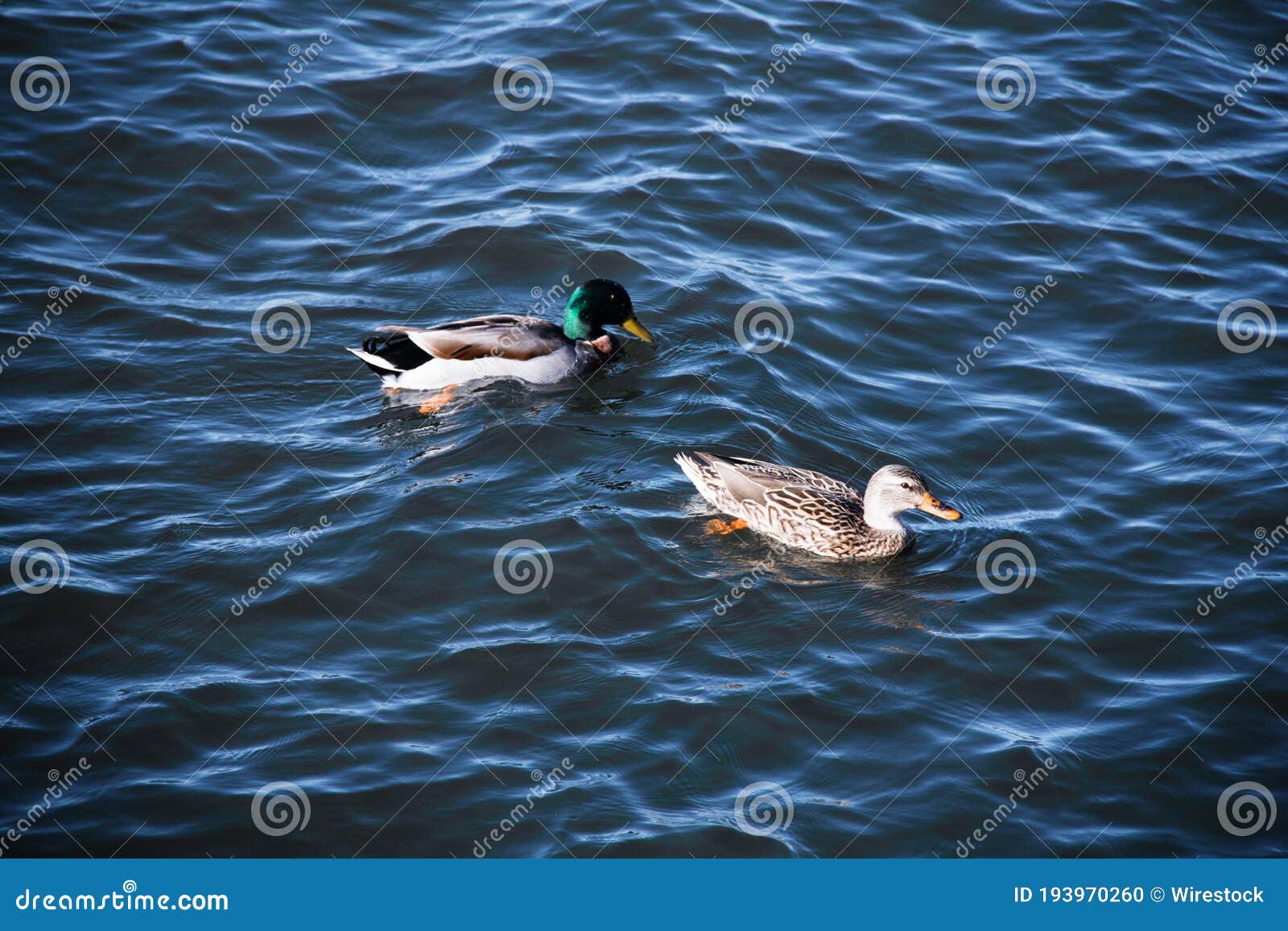 High Angle Shot of Two Ballard Ducks in a Sea Stock Photo - Image of ...