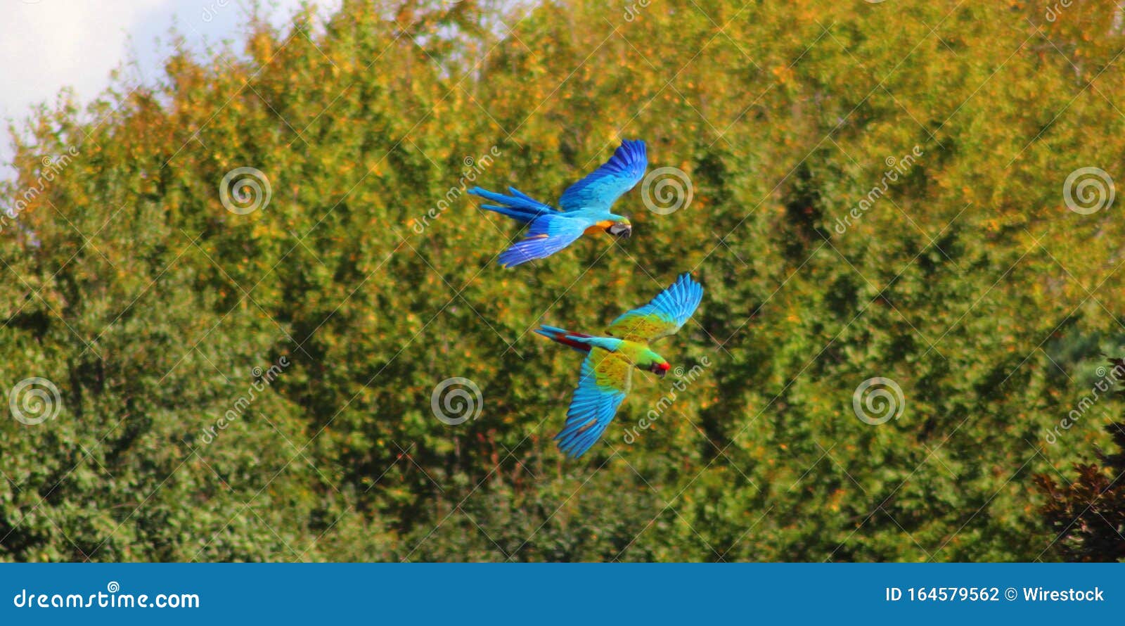 High Angle Shot of Two Beautiful Mountain Bluebirds Flying Over a Green ...