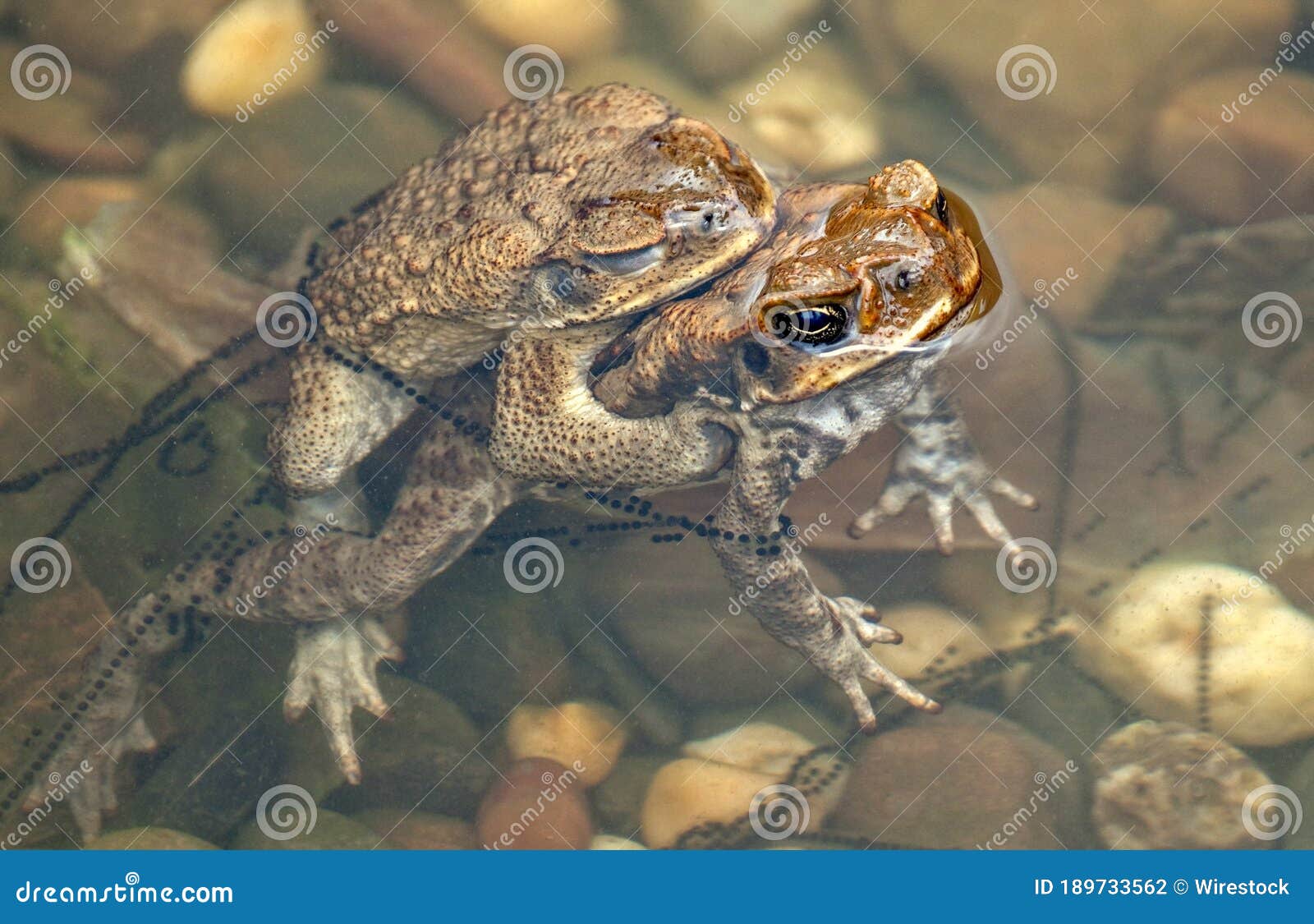 High Angle Shot of Two Frogs in a Breeding Process Stock Photo - Image ...