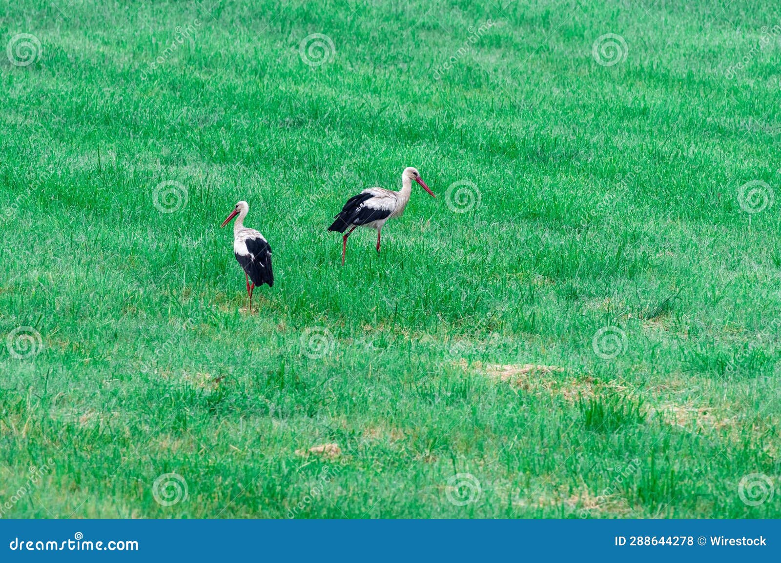 High Angle Shot of Two Stork Birds in a Grassy Field Stock Photo ...