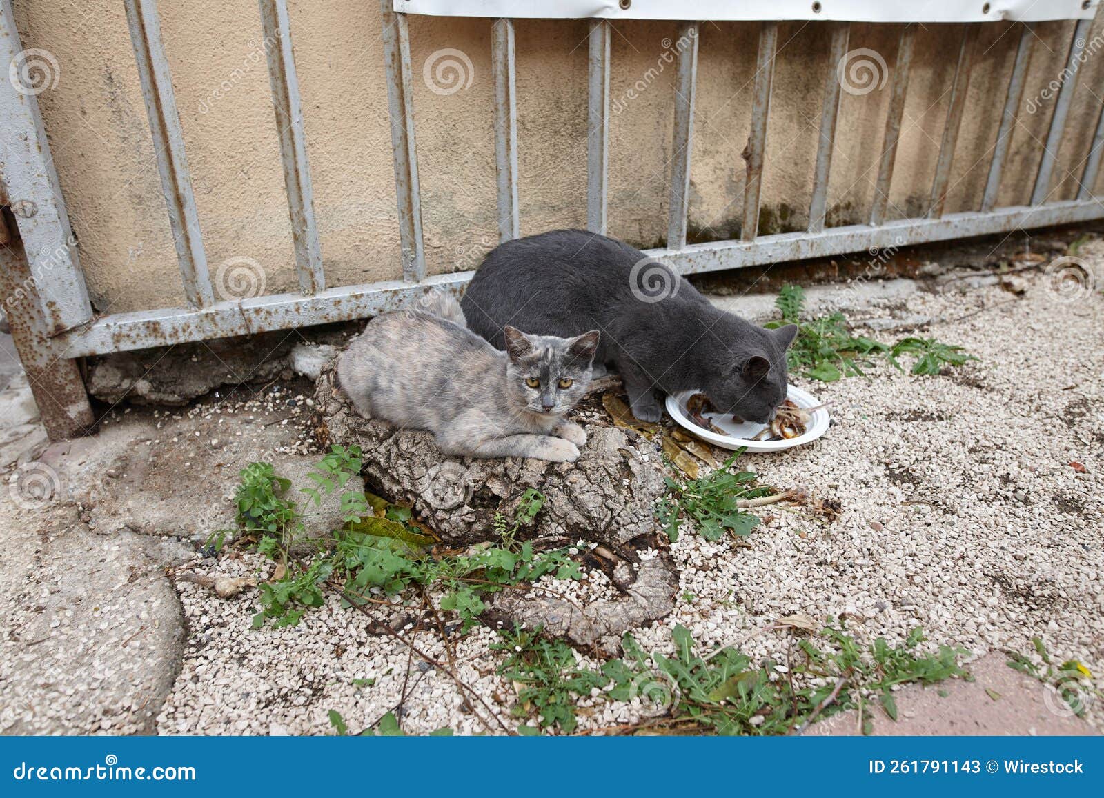 High Angle Shot of Two Stray Cats Eating from a Plastic Plate Outdoors ...