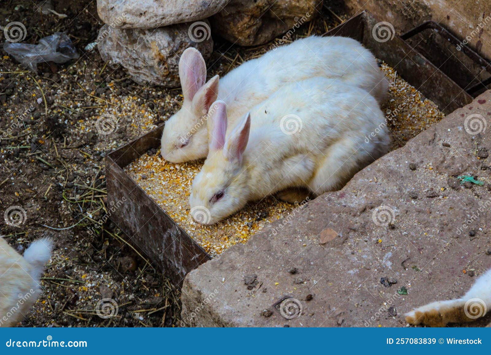 High Angle Shot of Two White Rabbits in a Zoo Stock Image - Image of ...