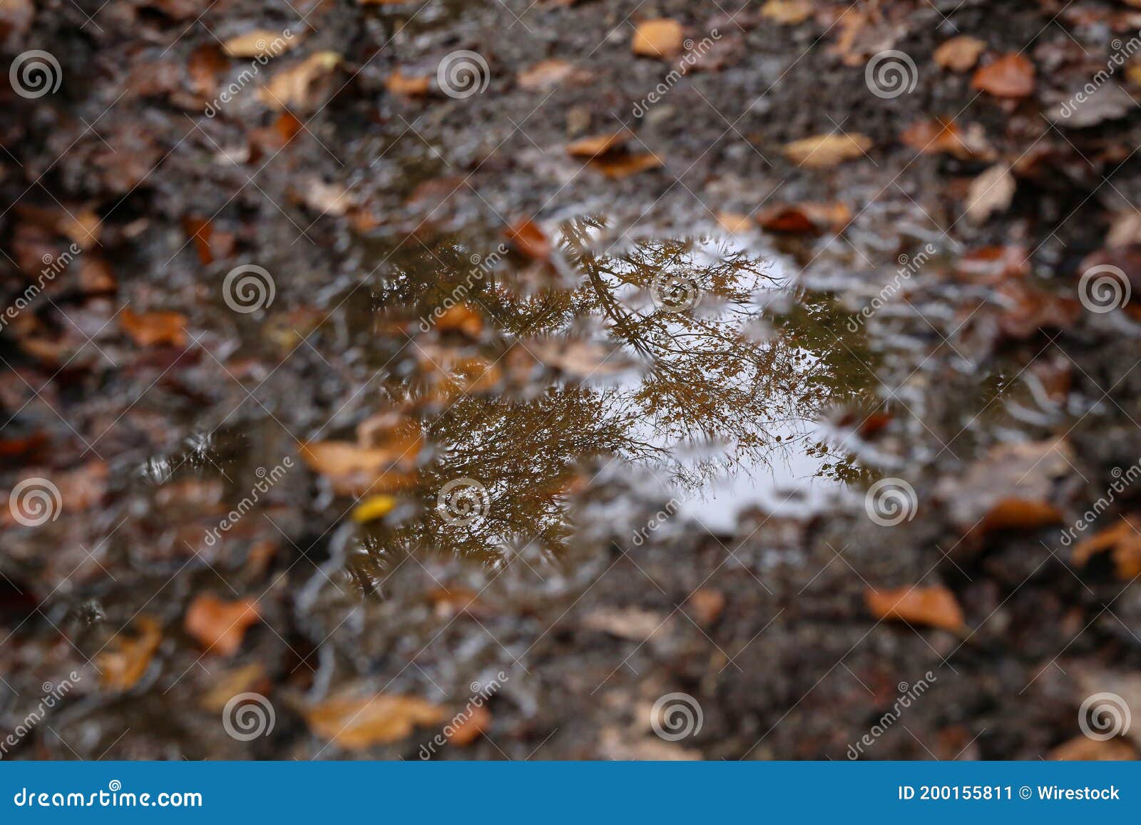 High Angle Shot of a Wet Autumnal Ground Stock Image - Image of ground ...