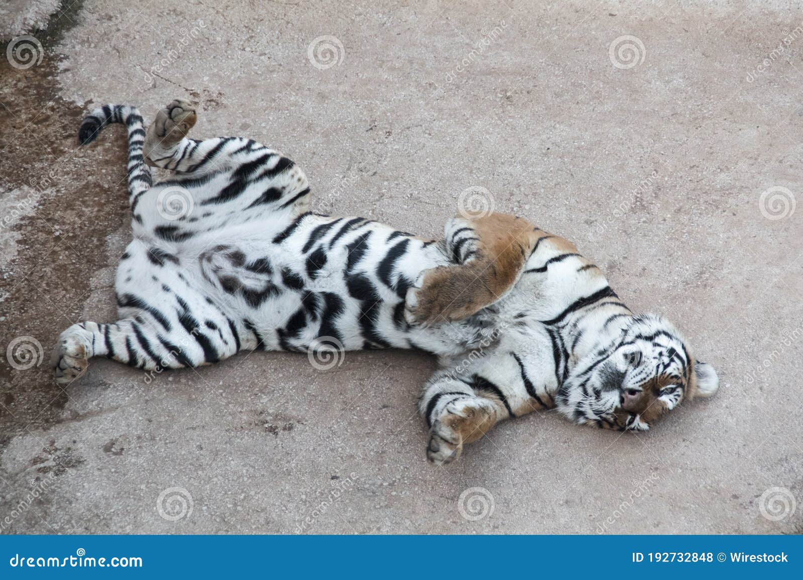 High Angle Shot of a White Tiger Lying on Its Back Stock Photo - Image ...