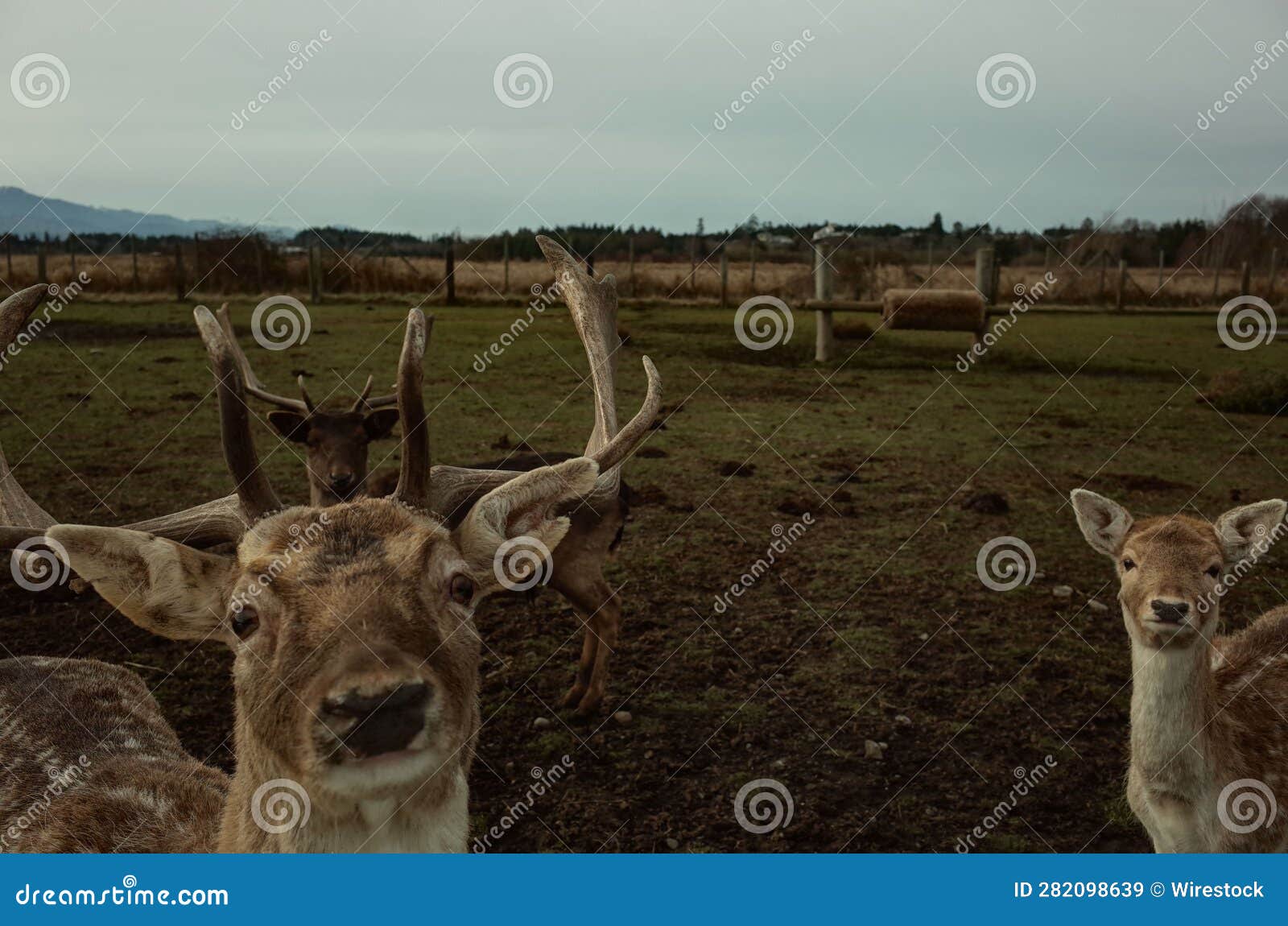 High Angle Shot of Wild Deer Looking at the Camera on a Field Stock ...