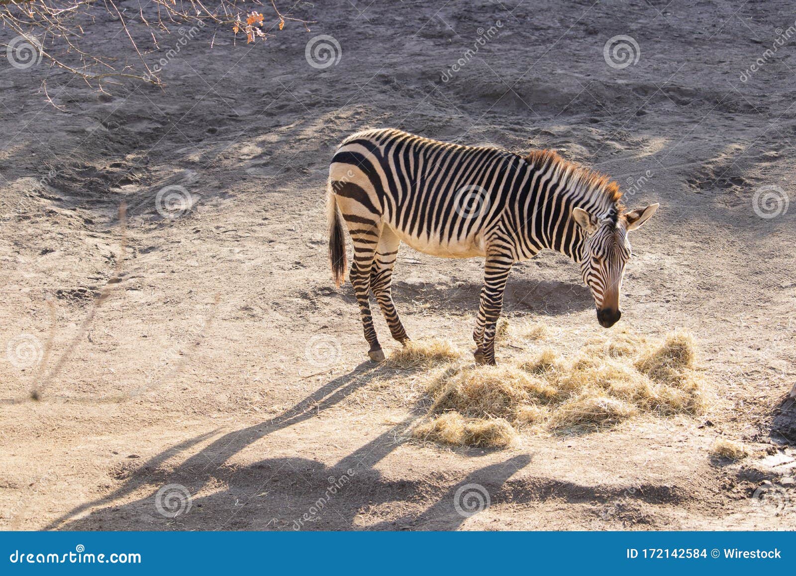 High Angle Shot of a Zebra Eating Hay in a Zoo Stock Photo - Image of ...