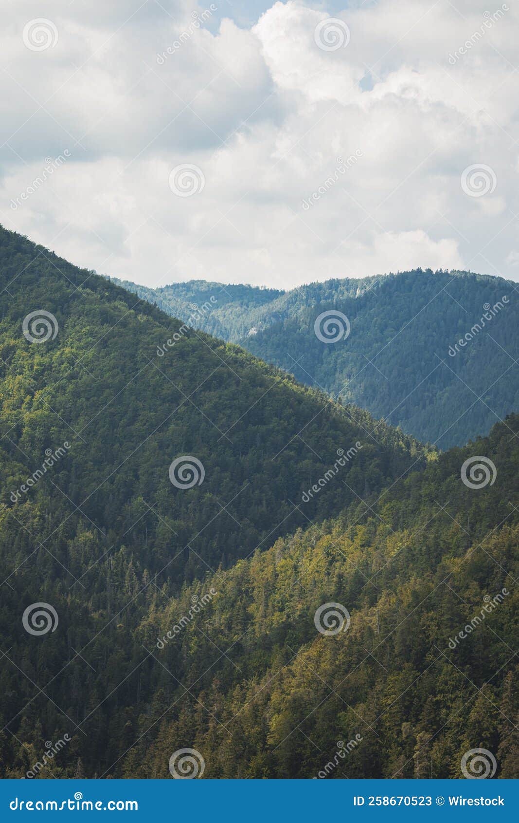 High Angle of a Spruce Tree Forest Against the Clouds in the Sky Stock ...