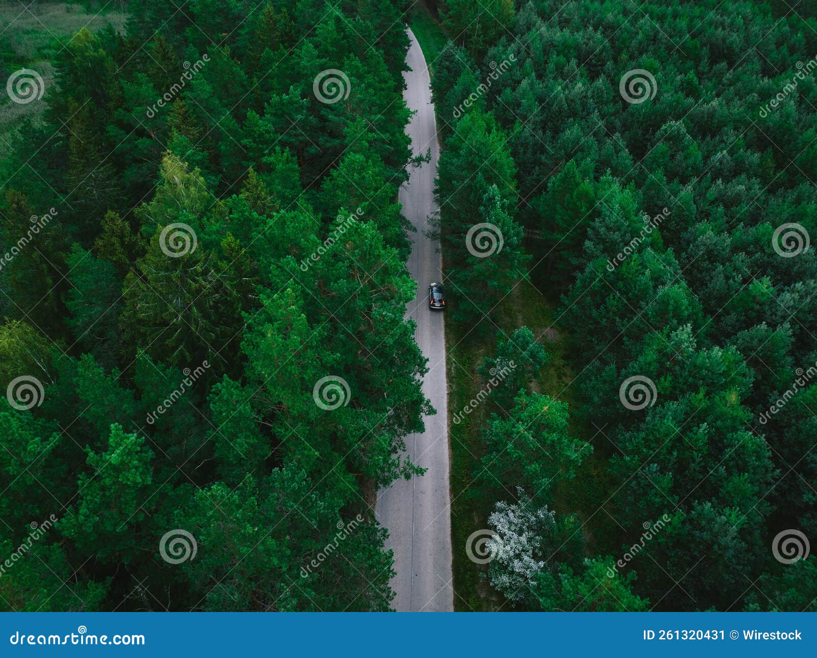 High Angle of Sugi Trees in the Forest Stock Image - Image of landscape ...
