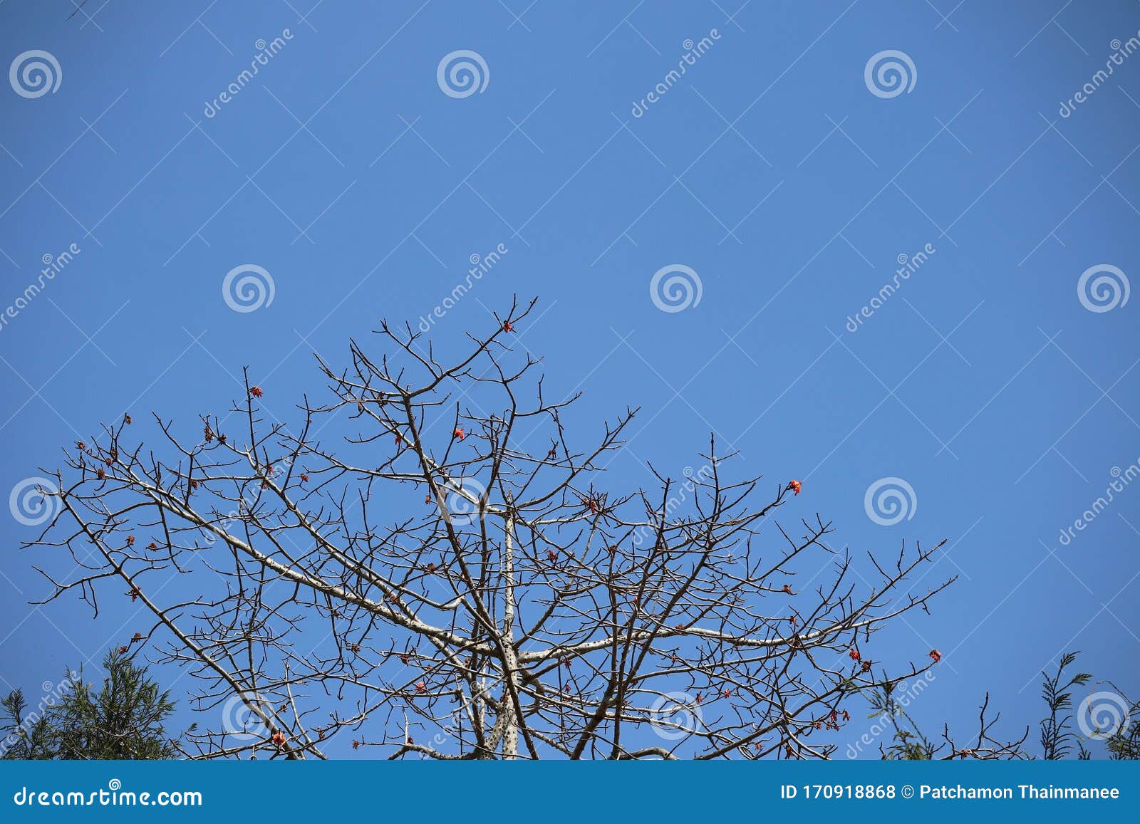 High Angle Tree Branch Tree Background Beautiful Sky Stock Photo ...