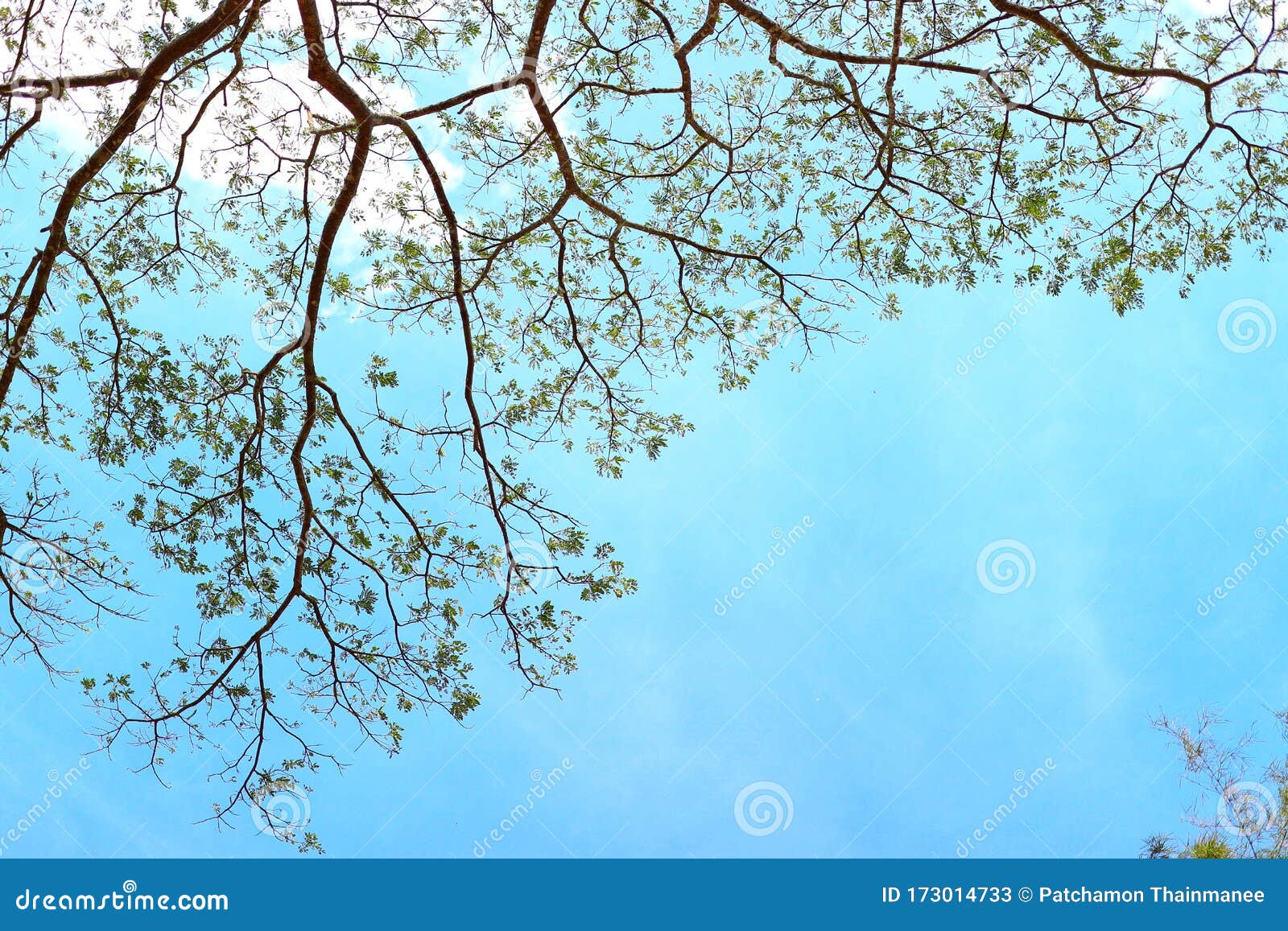 High Angle Tree Branch Tree Background Beautiful Sky Stock Image ...