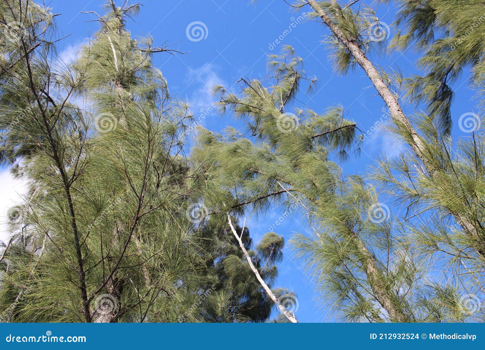 High angle Trees stock photo. Image of mountain, wilderness - 212932524