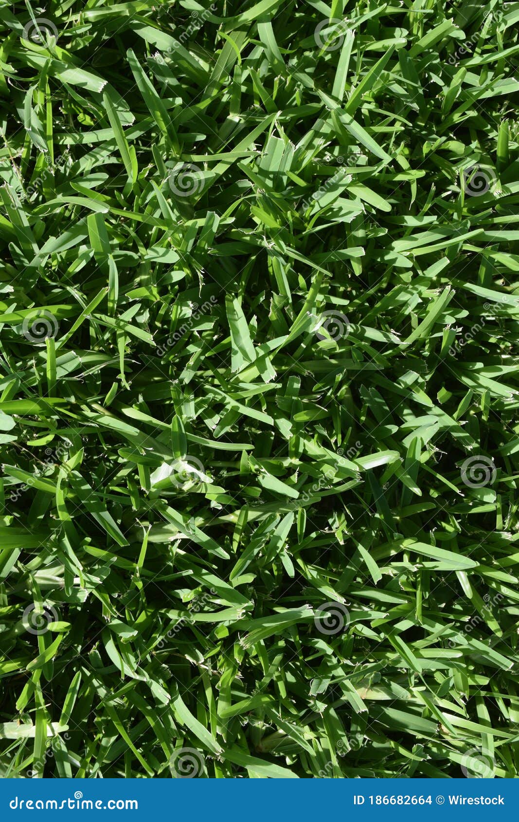 High Angle Vertical Shot of Bright Green Grass Stock Photo - Image of ...