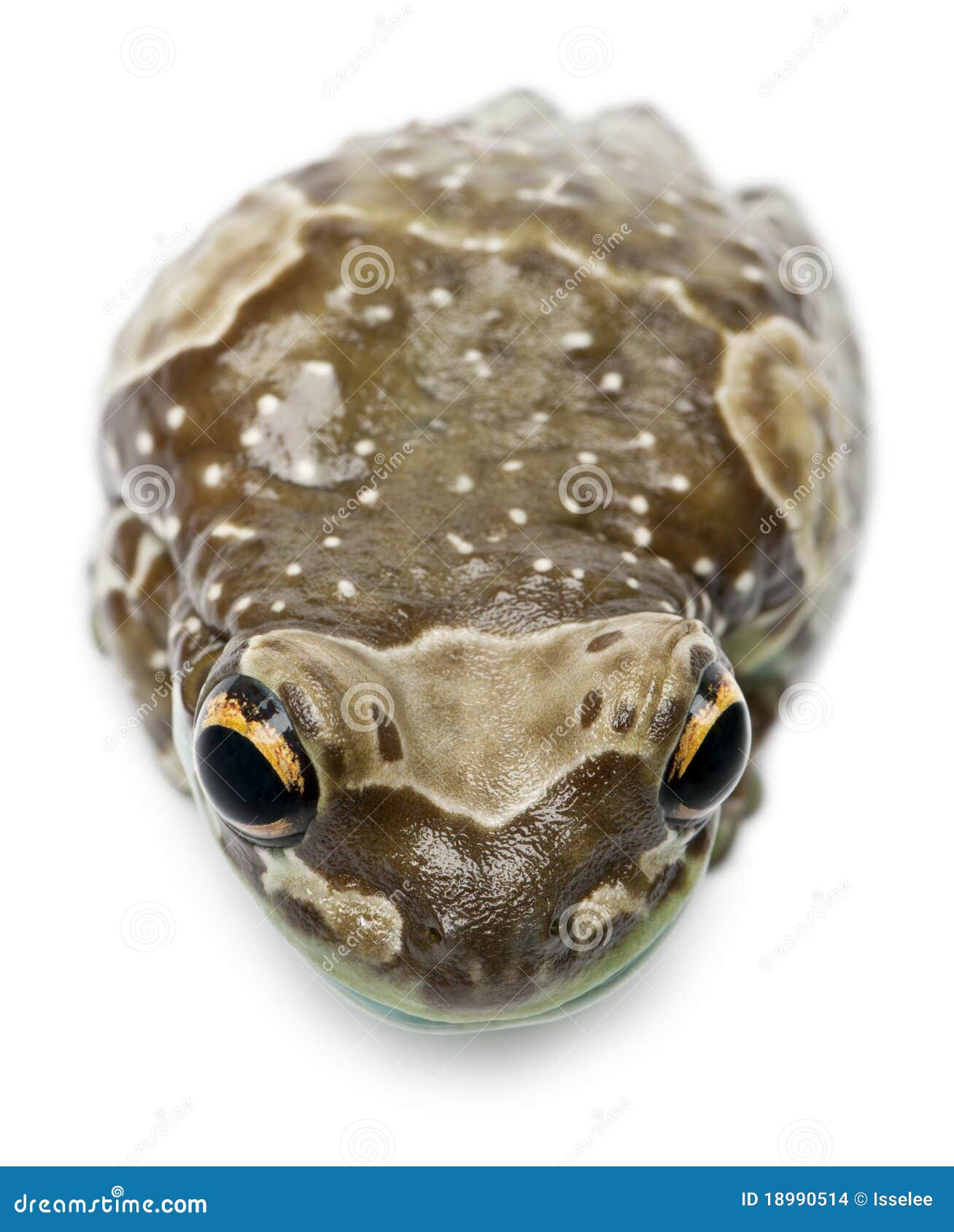 High Angle View of Amazon Milk Frog Stock Photo - Image of front, milk ...