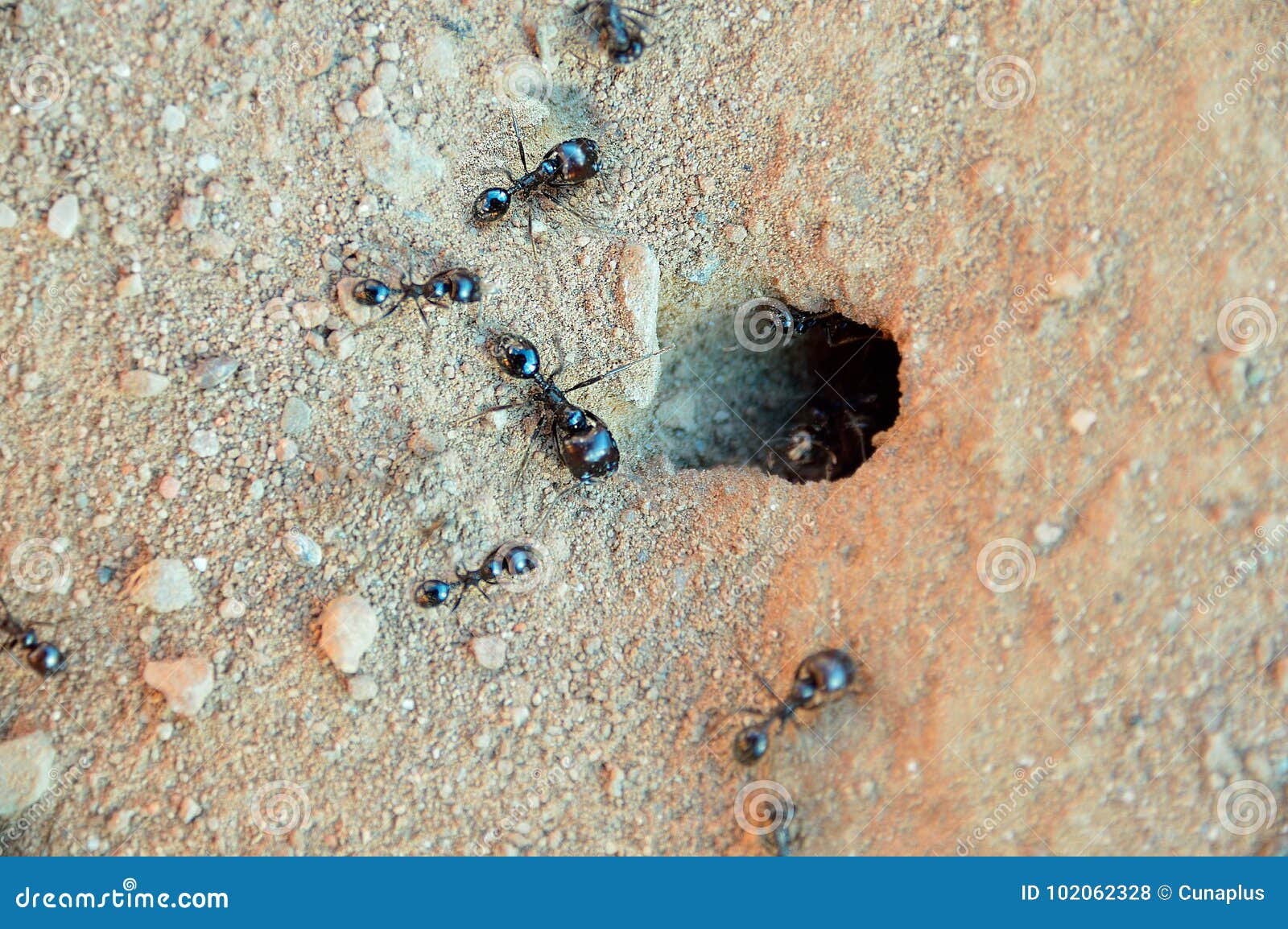 Ants working together stock photo. Image of antcatcher - 102062328