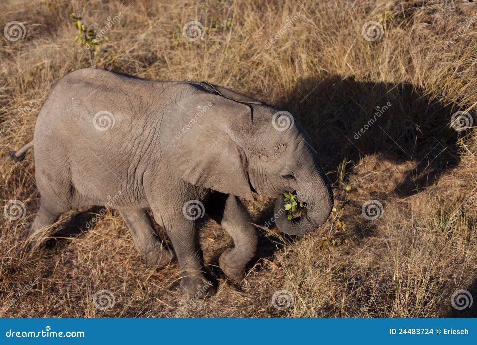 High Angle View of Baby Elephant Stock Photo - Image of large ...