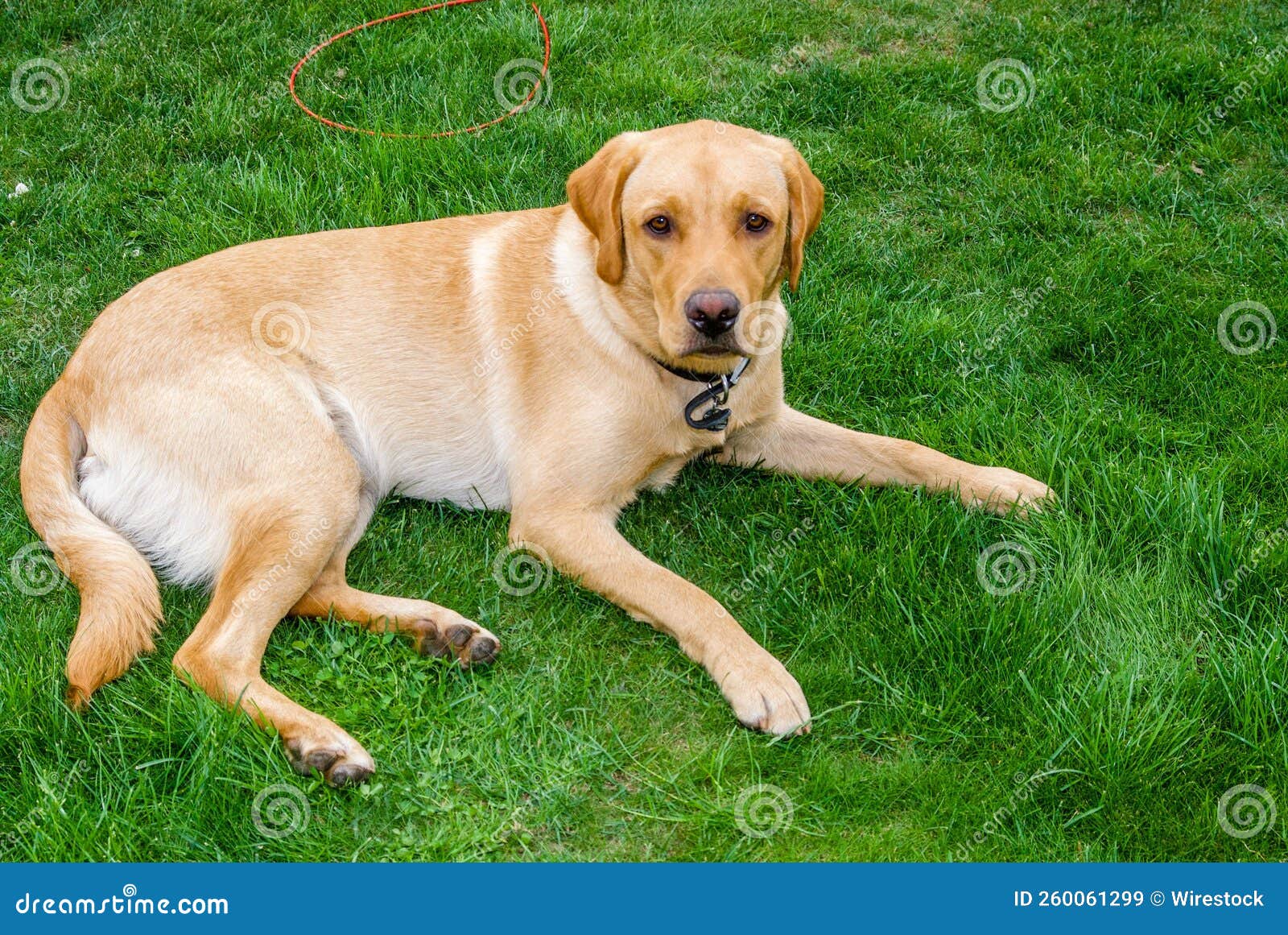 High-angle View of a Beige Labrador Retriever Dog Lying on the Grass ...