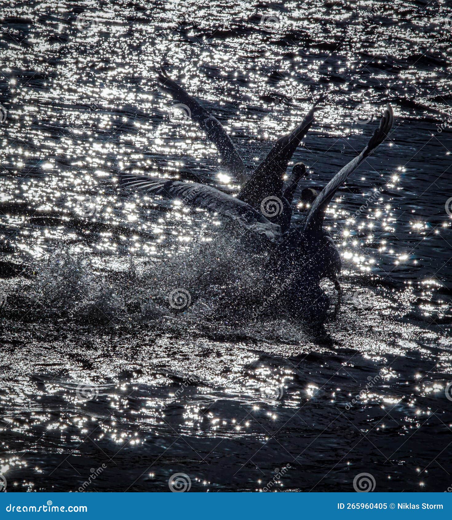 High Angle View of Birds Landing in Sea Stock Image - Image of ripple ...