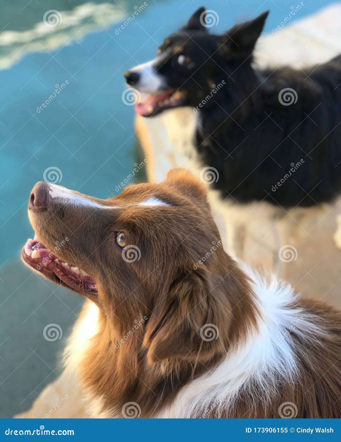 Two border collies stock image. Image of reflection - 173906155