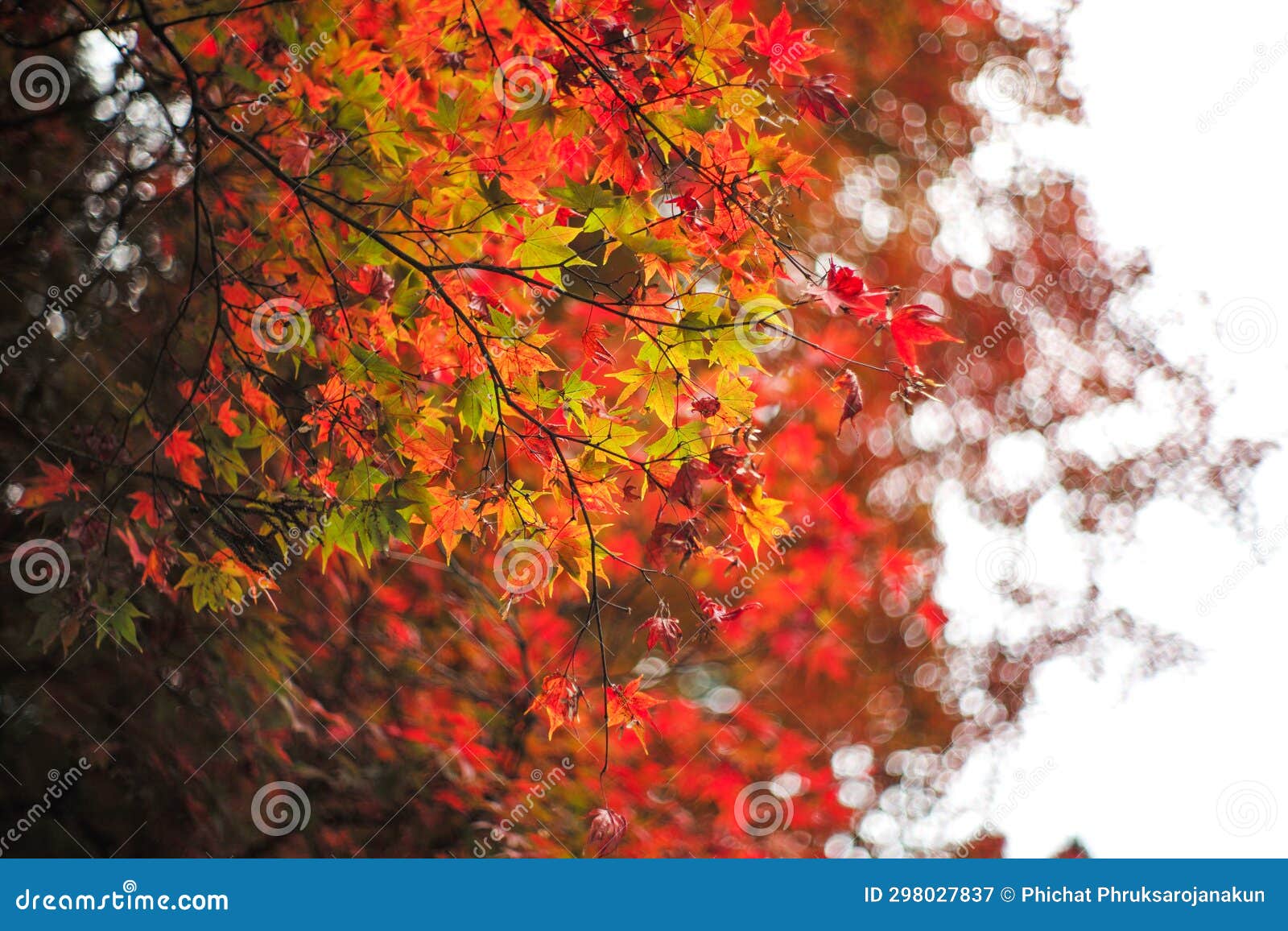 High Angle View Branches of Tree with Autumnleaves Stock Image - Image ...